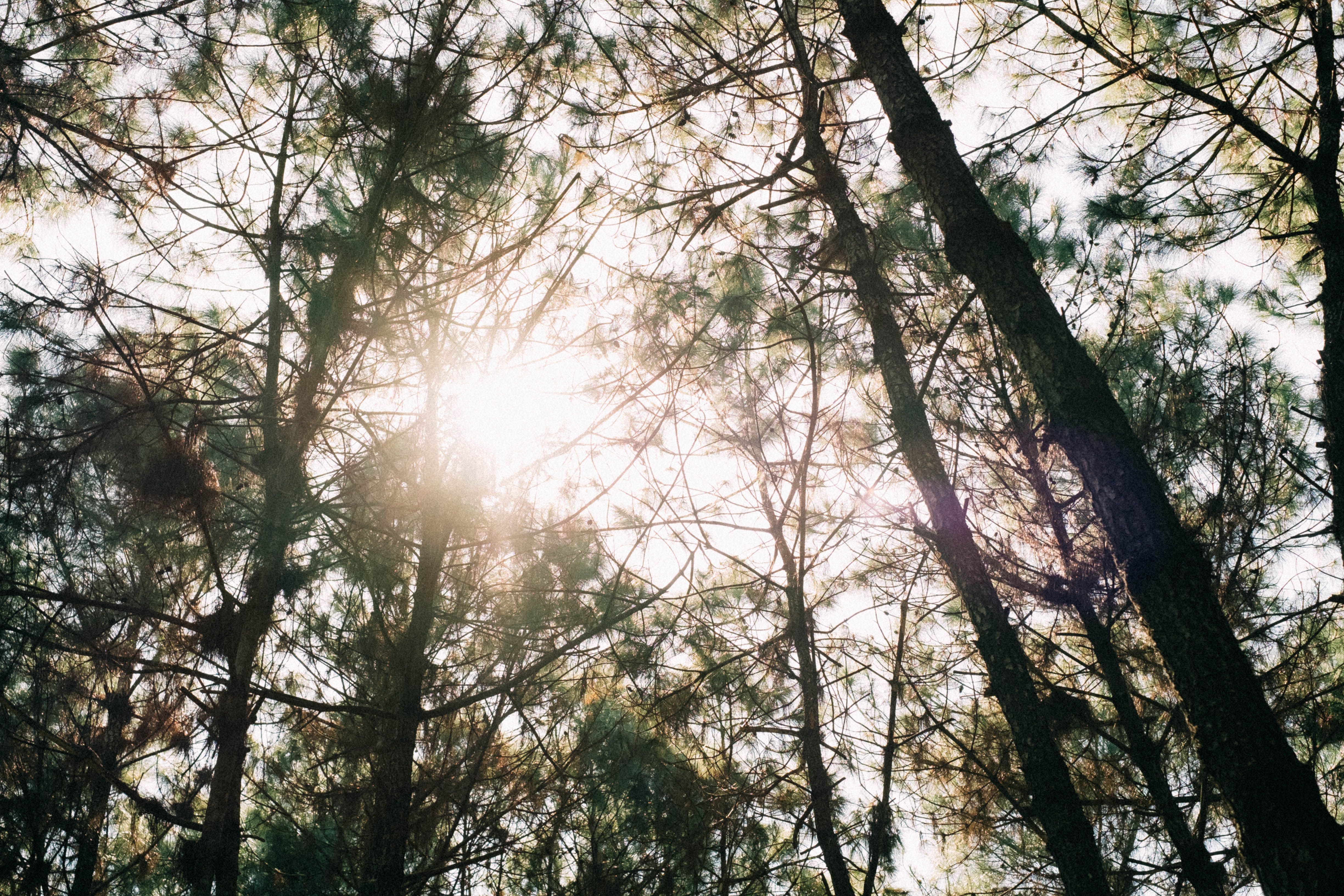Sunset Sunlight over Trees in Forest · Free Stock Photo
