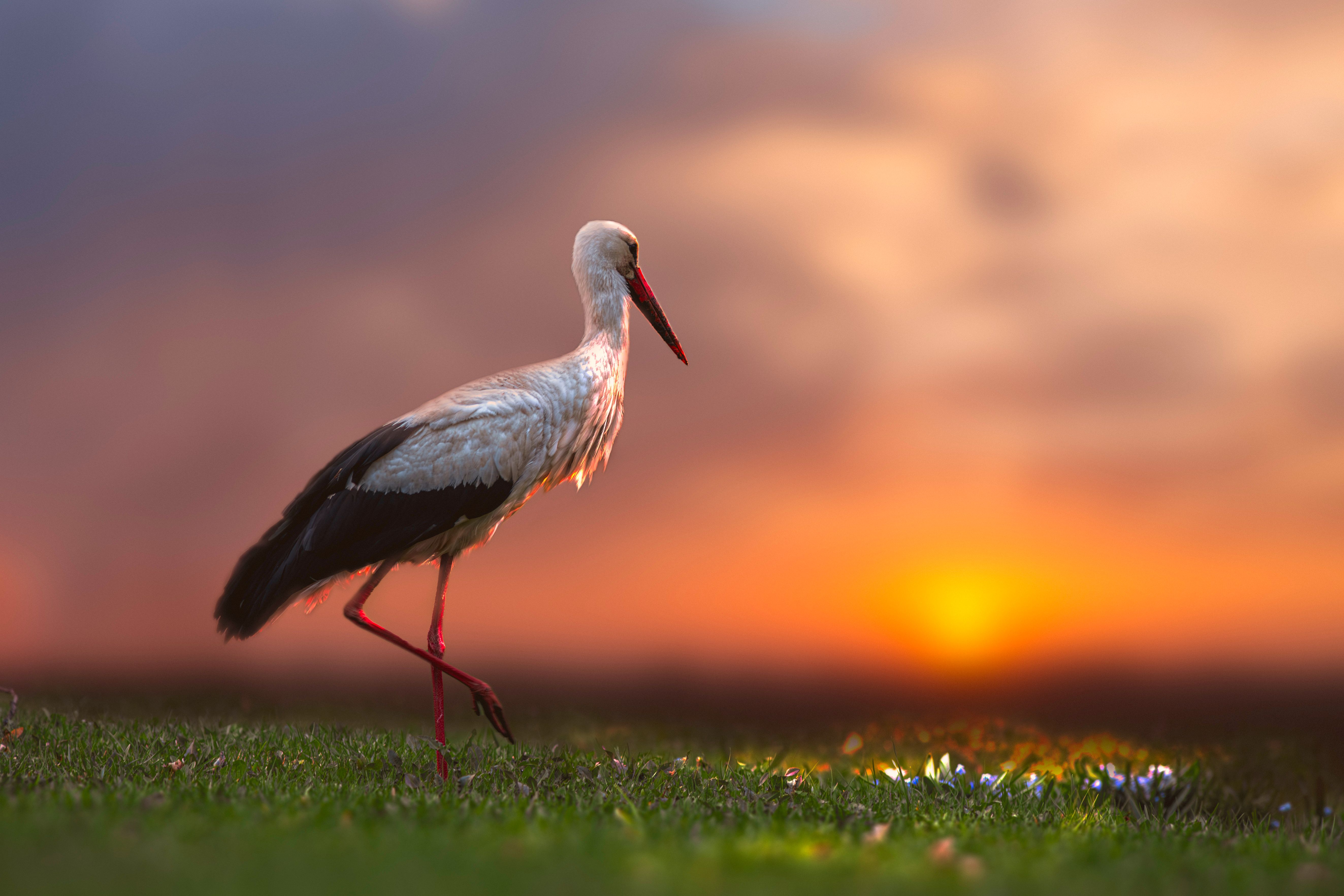 A white stork standing in the grass at sunset · Free Stock Photo