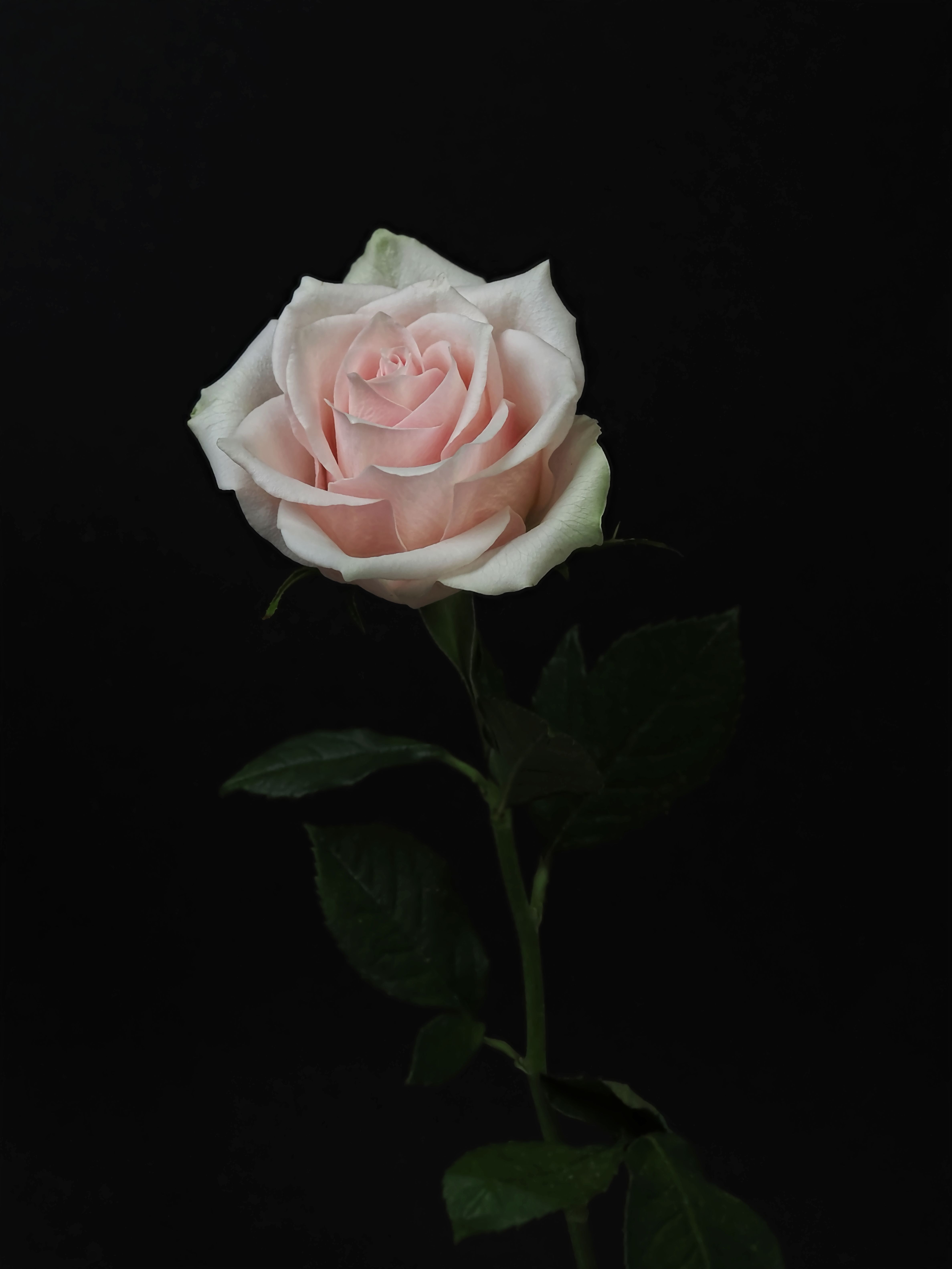 Jakarta Flower Photos, Download The BEST Free Jakarta Flower Stock ...