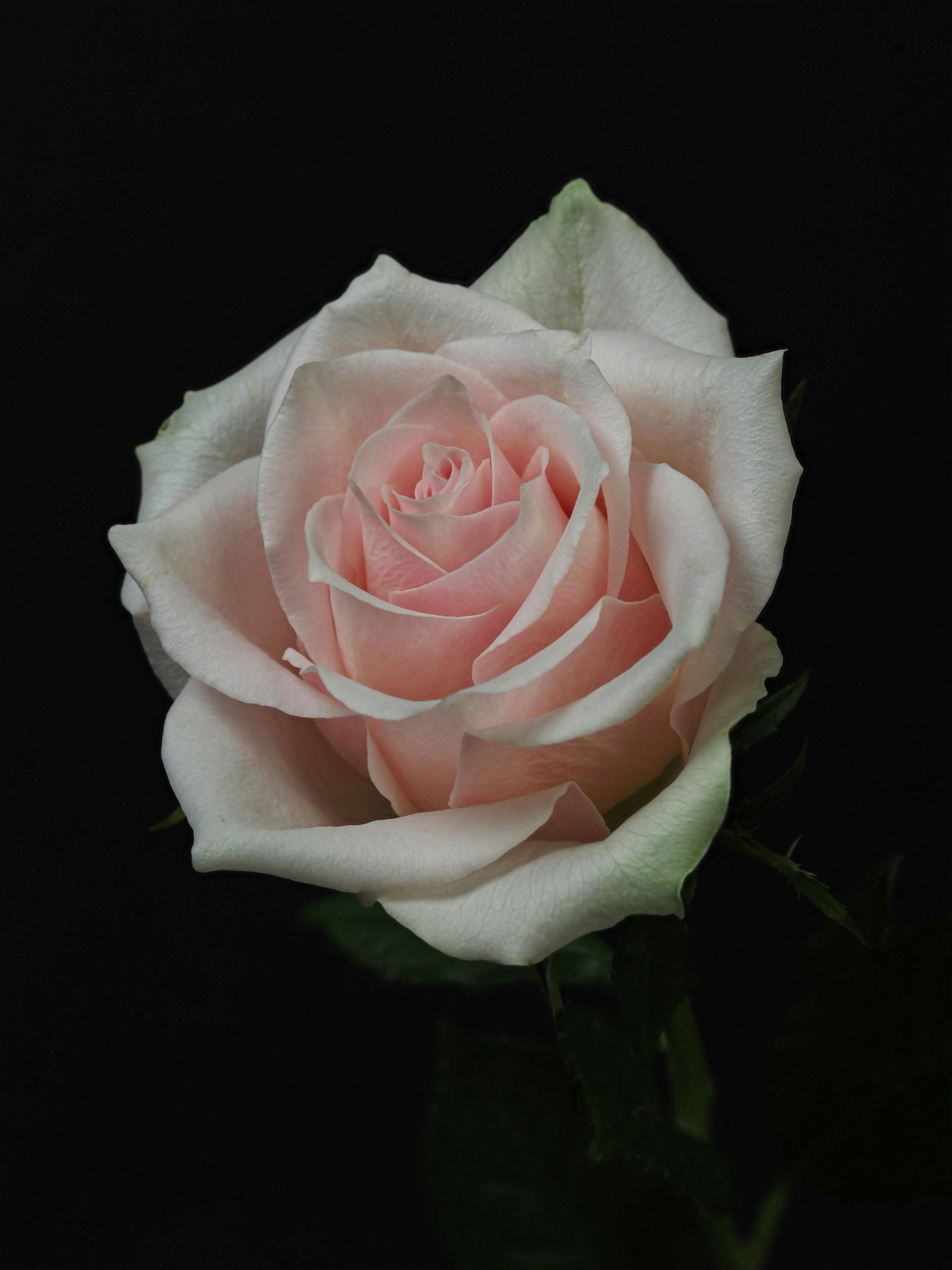 Pink Rose Closeup Photography · Free Stock Photo
