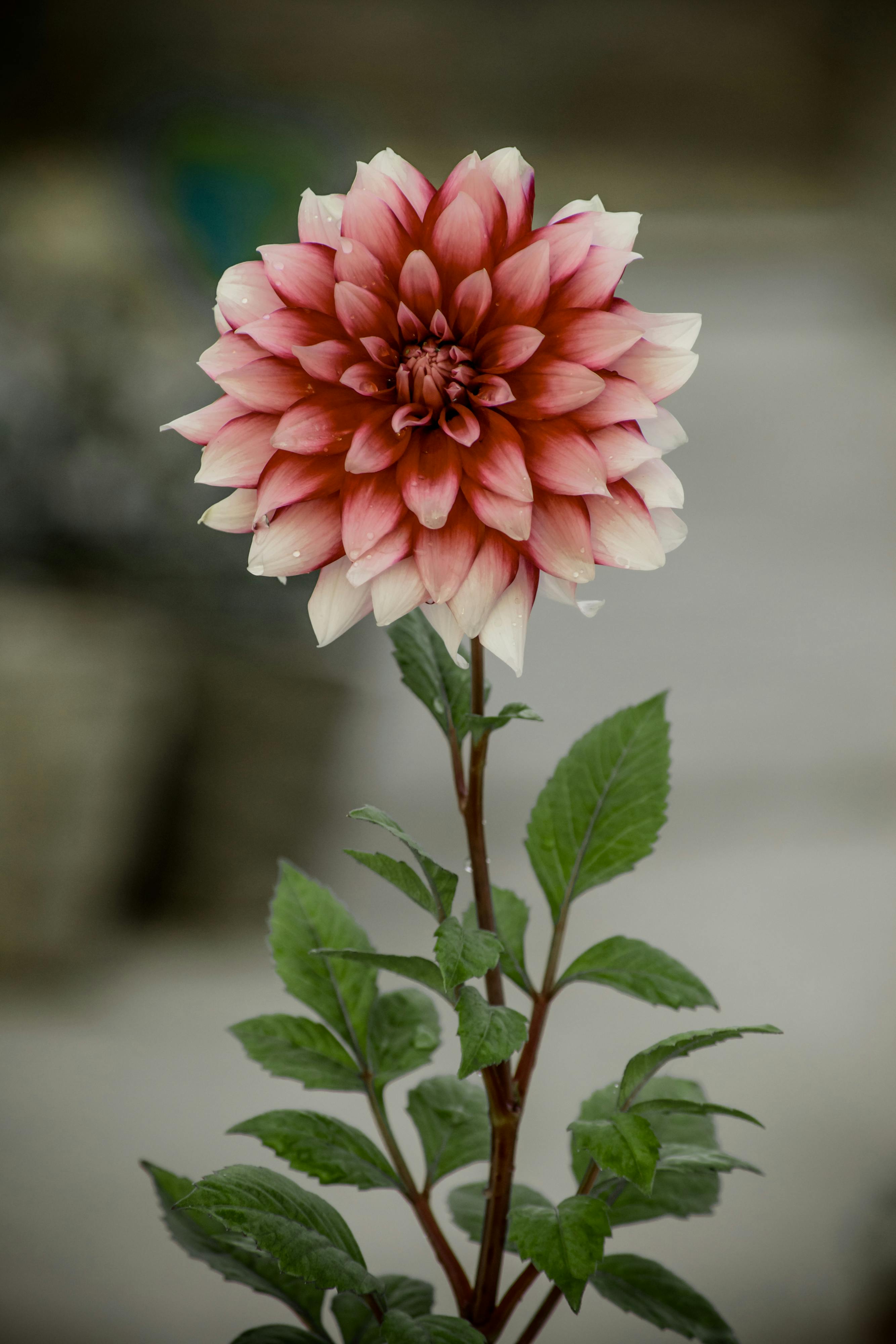 Minha Flor Bonita Minha Linda Flor - FDPLEARN