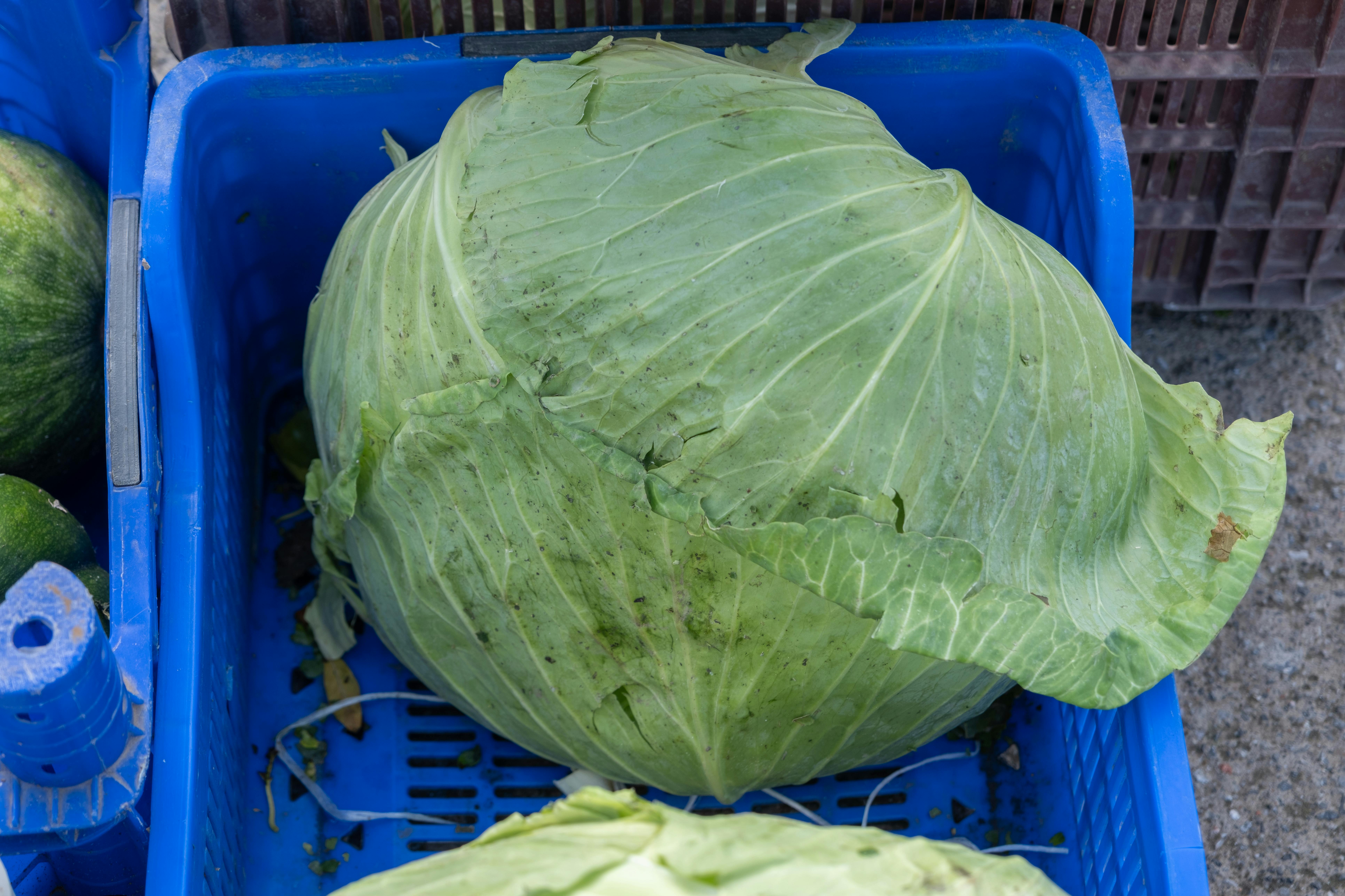 Cabbage in Crate · Free Stock Photo