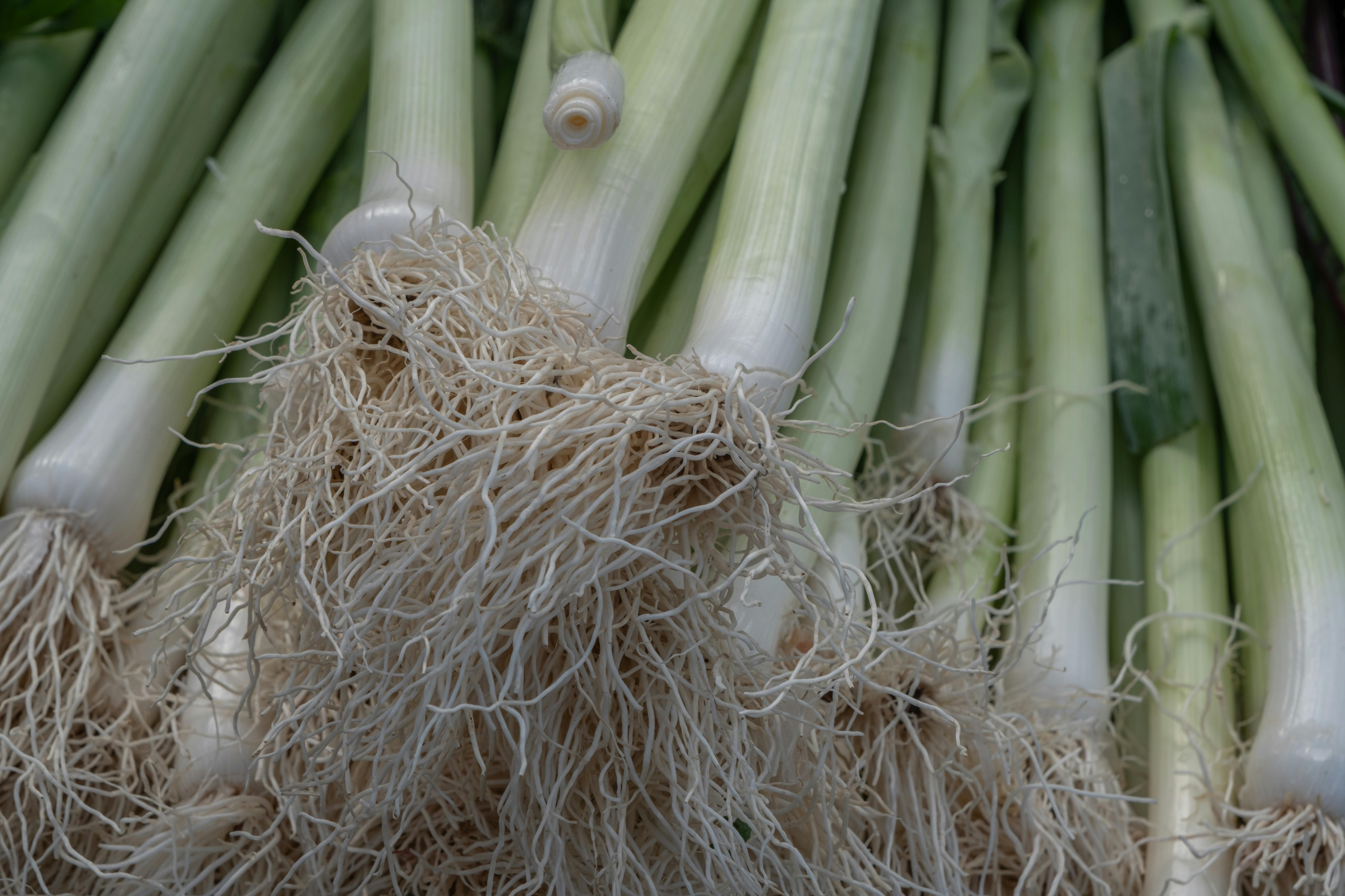 Mound of Leeks · Free Stock Photo