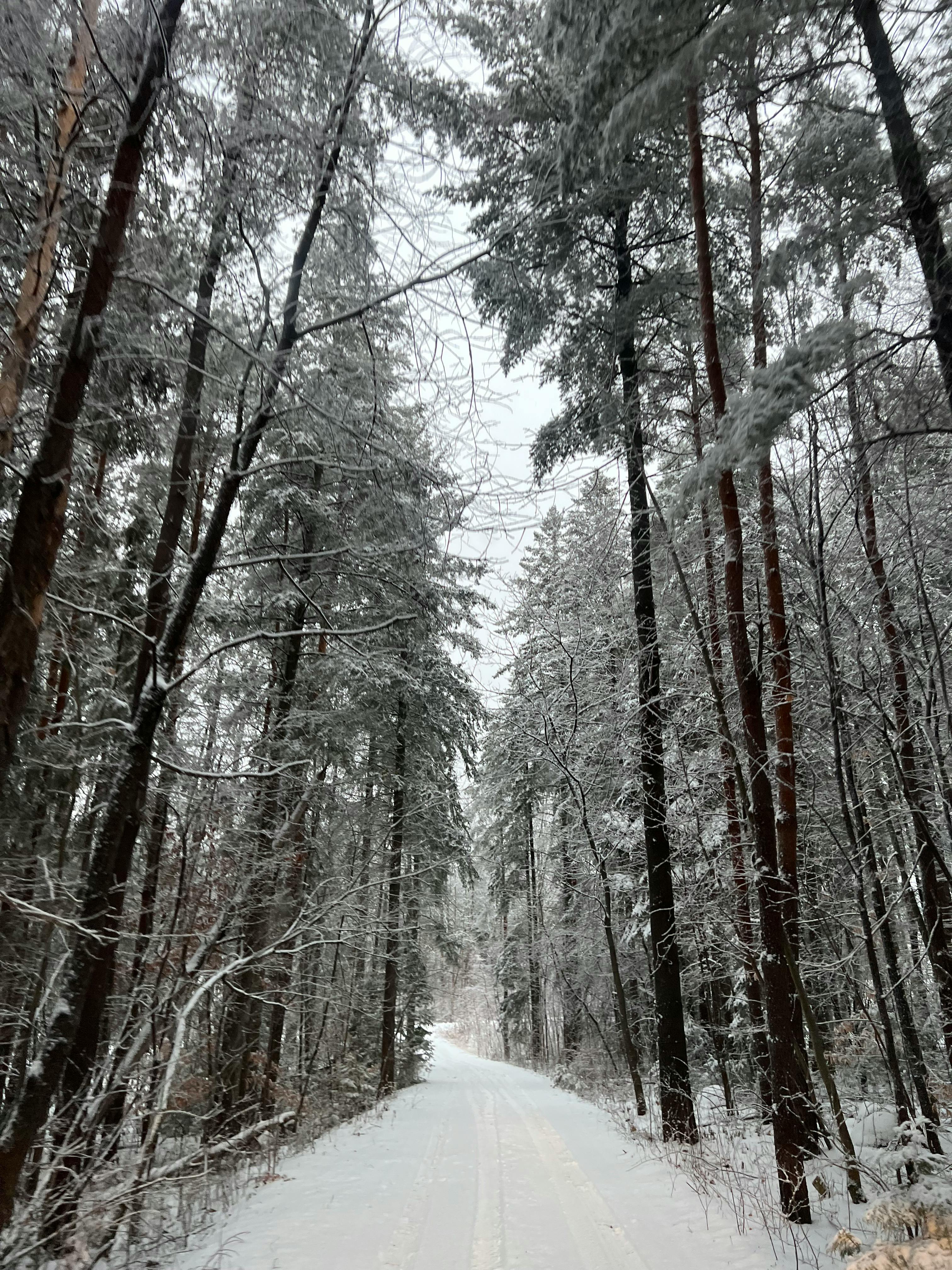 Landscape Photography of Snow Pathway Between Trees during Winter ...