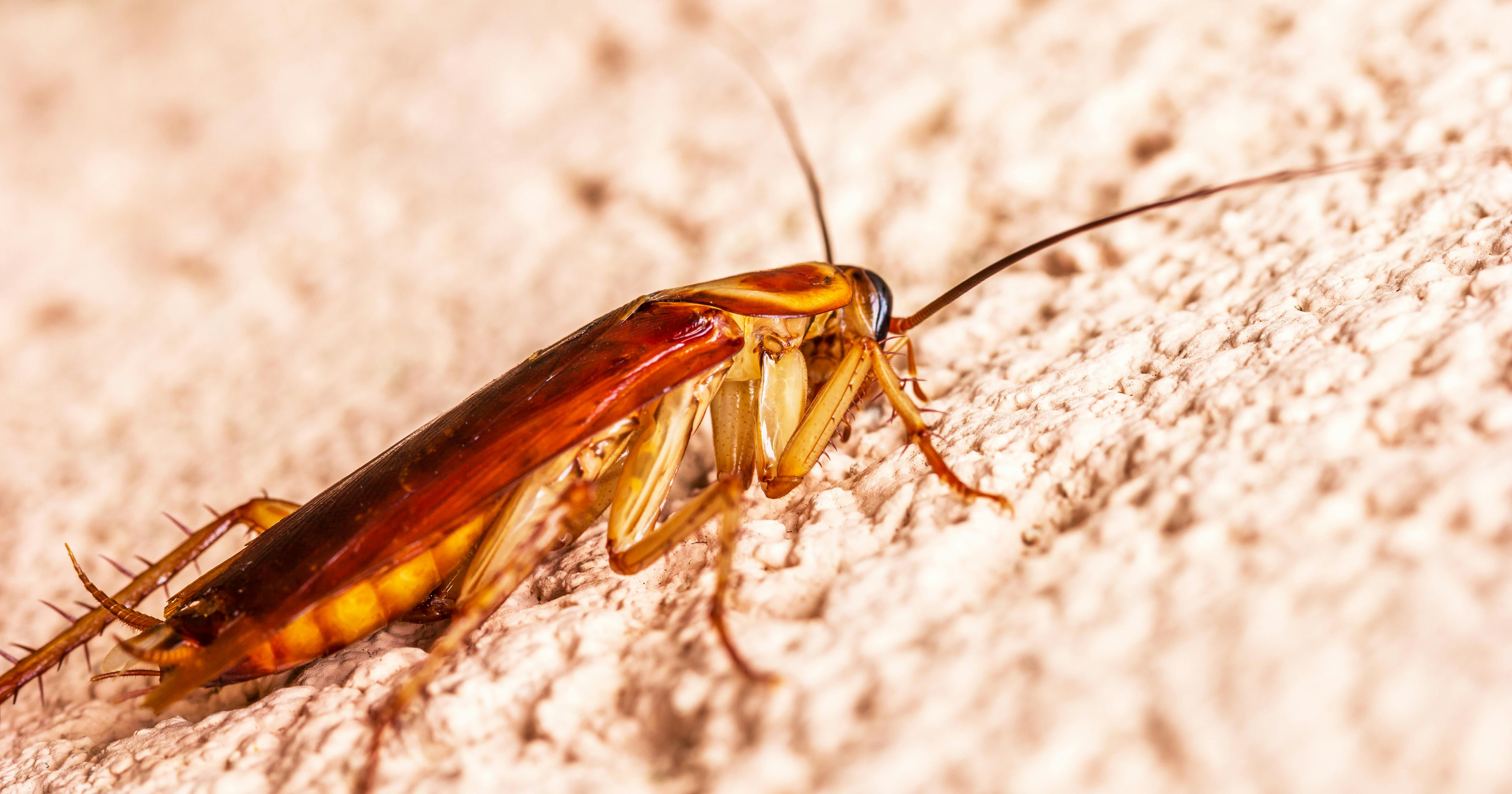 Close-Up Shot of a Cockroach · Free Stock Photo