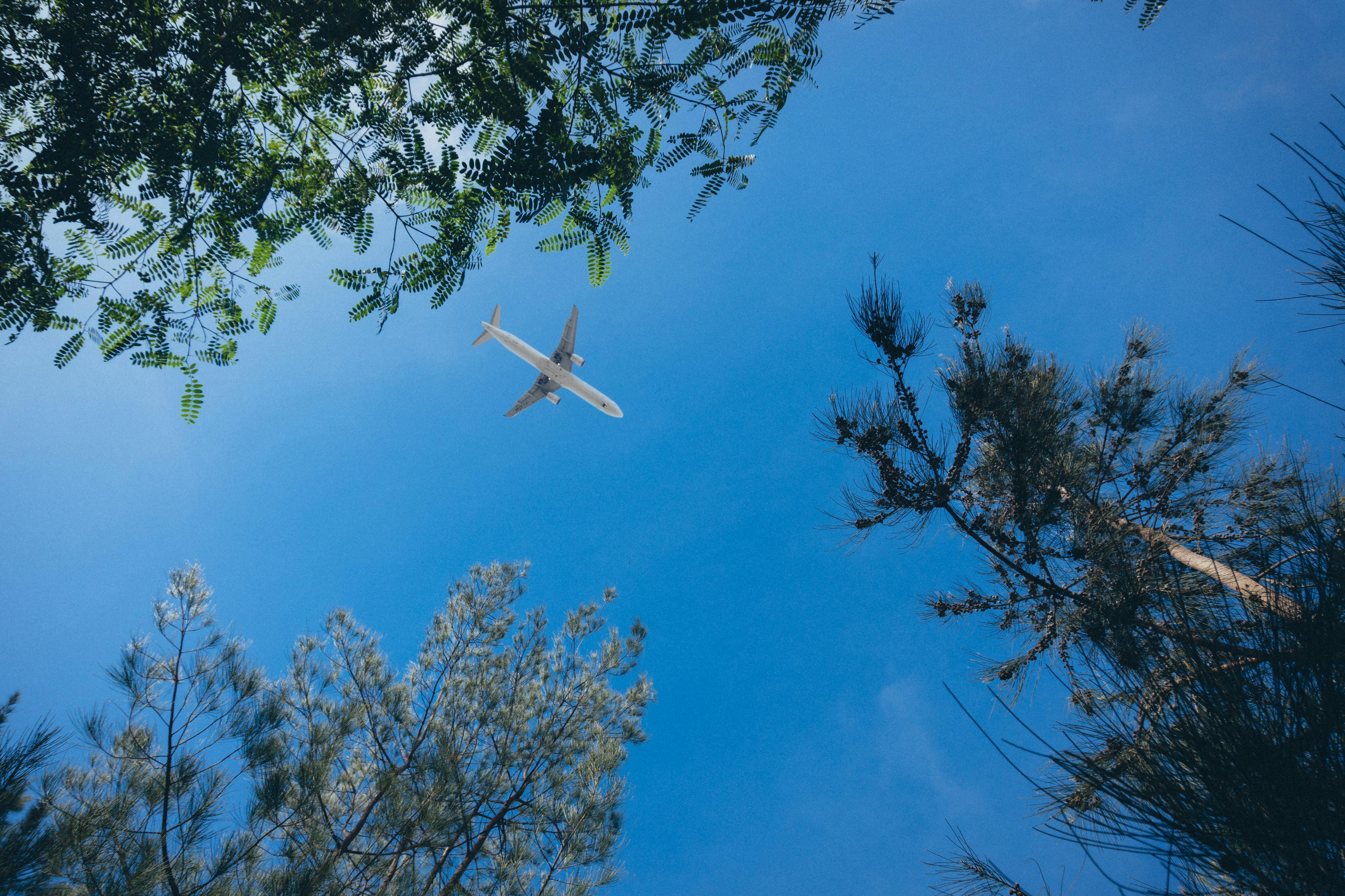 Airplane Flying Above Coniferous Trees · Free Stock Photo