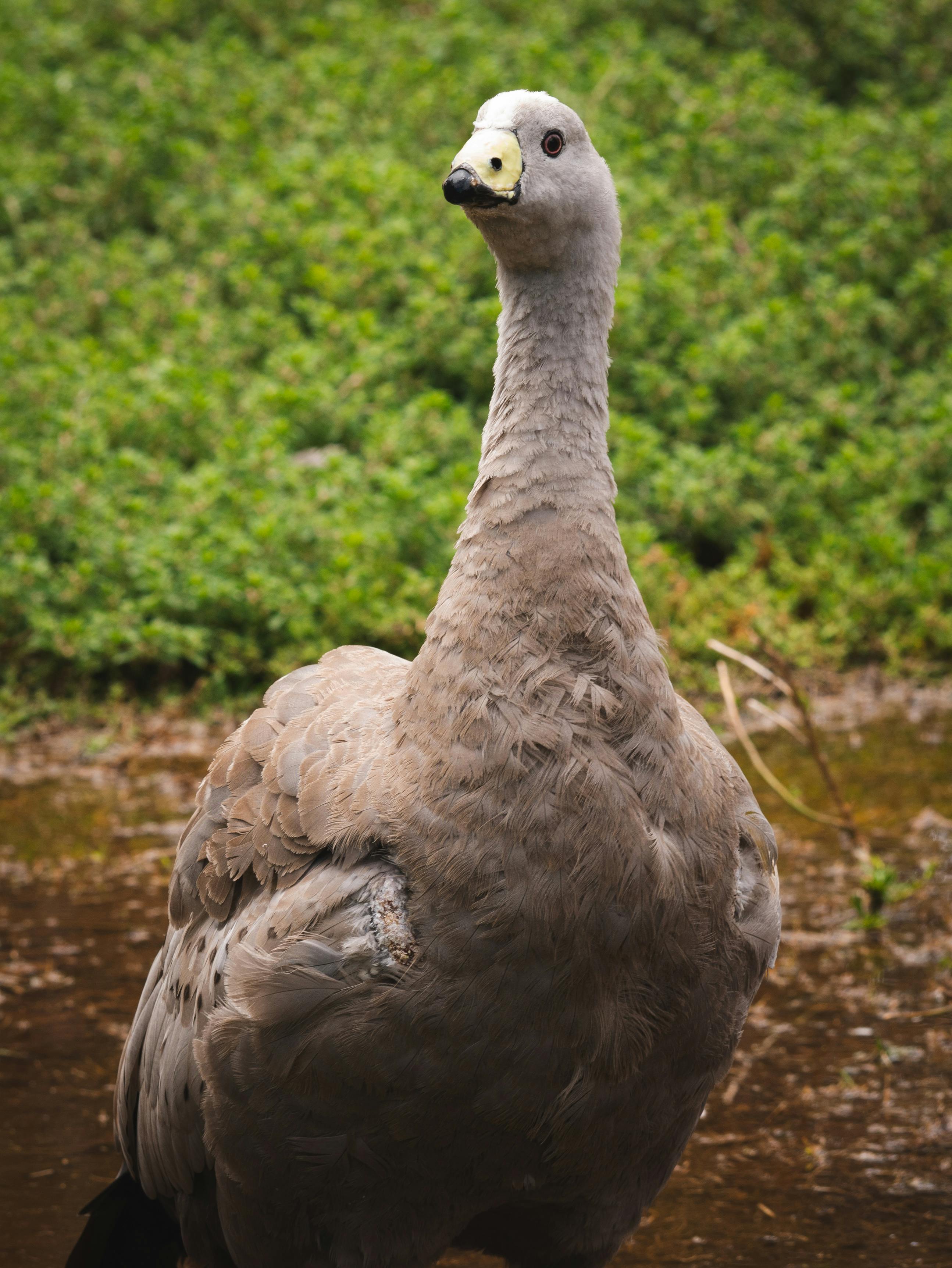 White Domestic Goose Near a Water Closeup Photo · Free Stock Photo