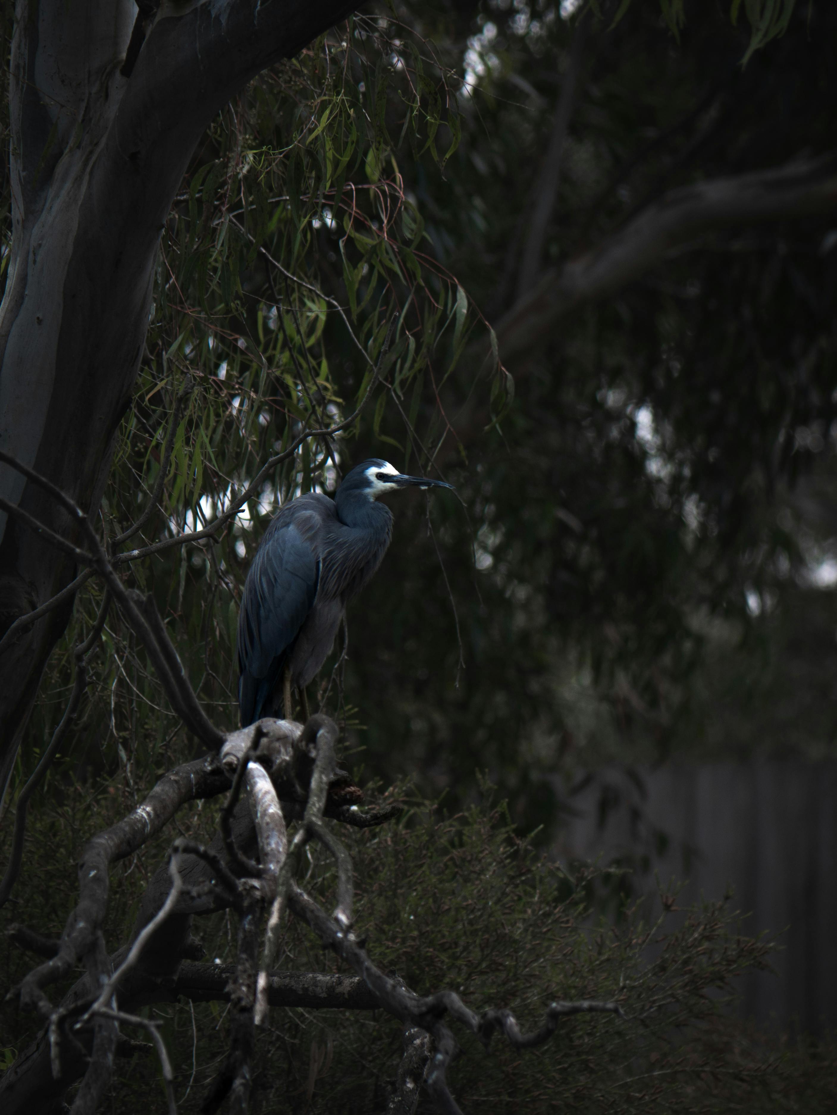 Australian Heron Photos, Download The BEST Free Australian Heron Stock ...
