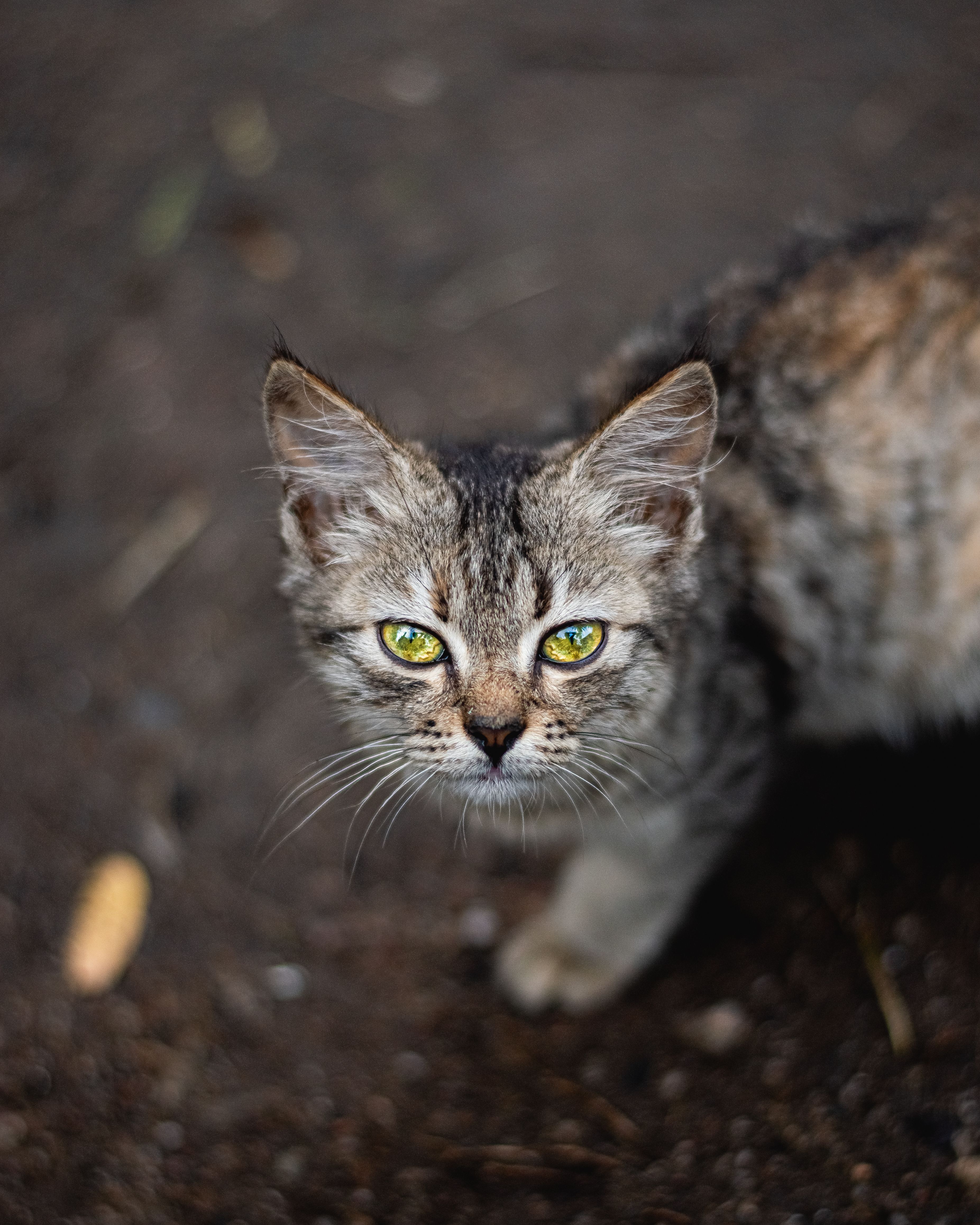 Gato Manchado Enferrujado Do Sri Lanka | Sandaru Muthuwadige Fotografia ...