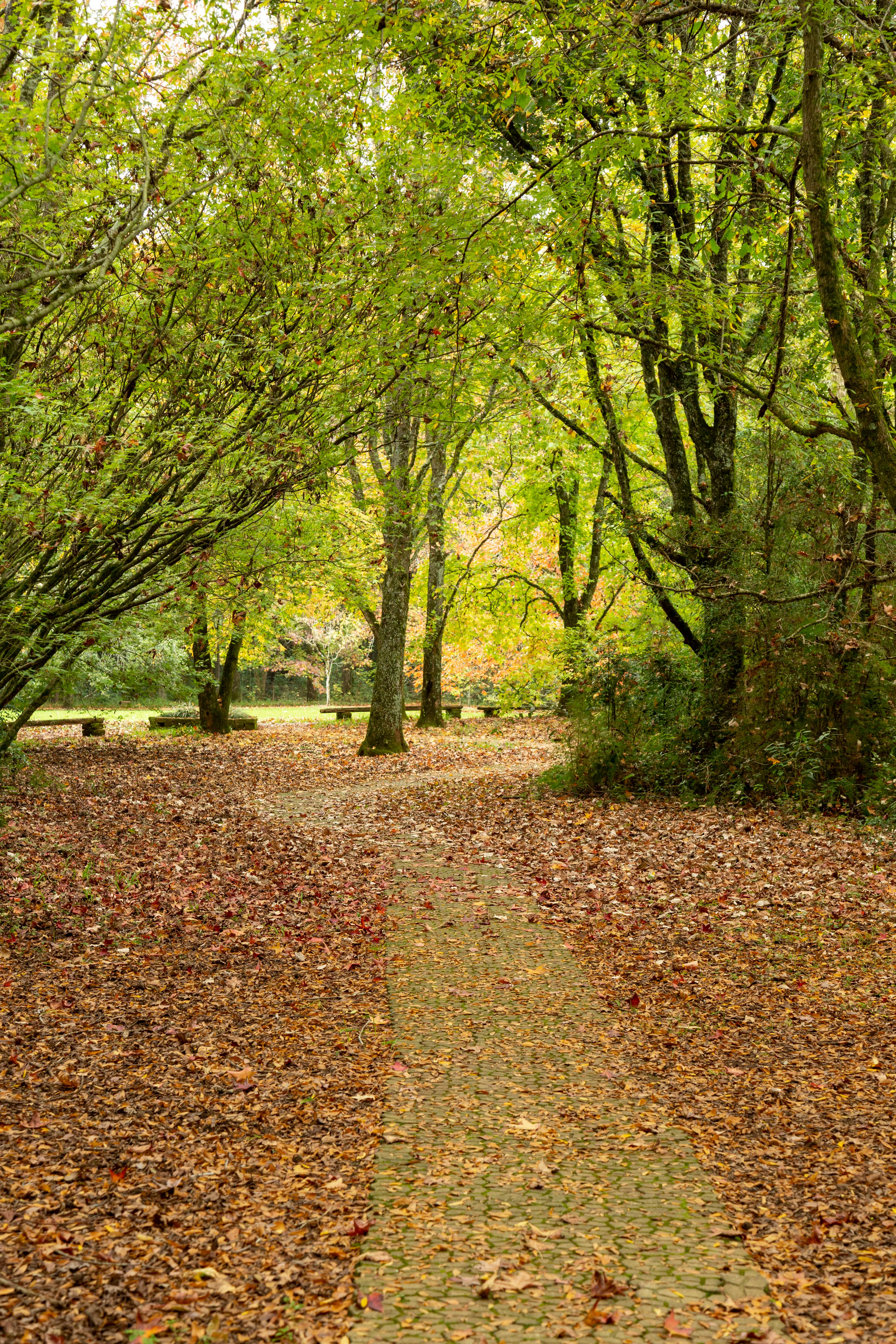 Park Sidewalk Against the Backdrop of Autumn · Free Stock Photo