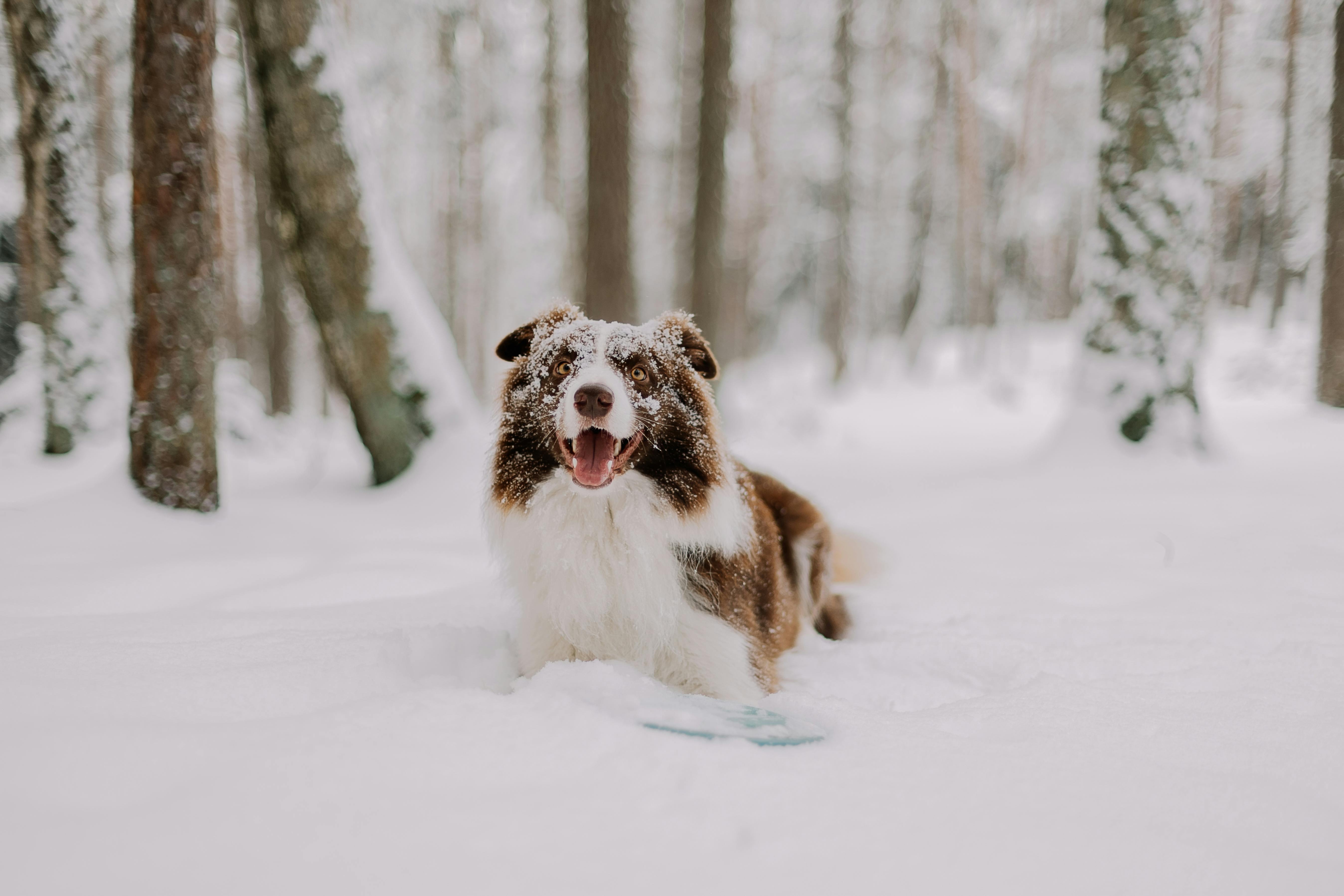 Portrait of a Dog in Snowy Landscape · Free Stock Photo