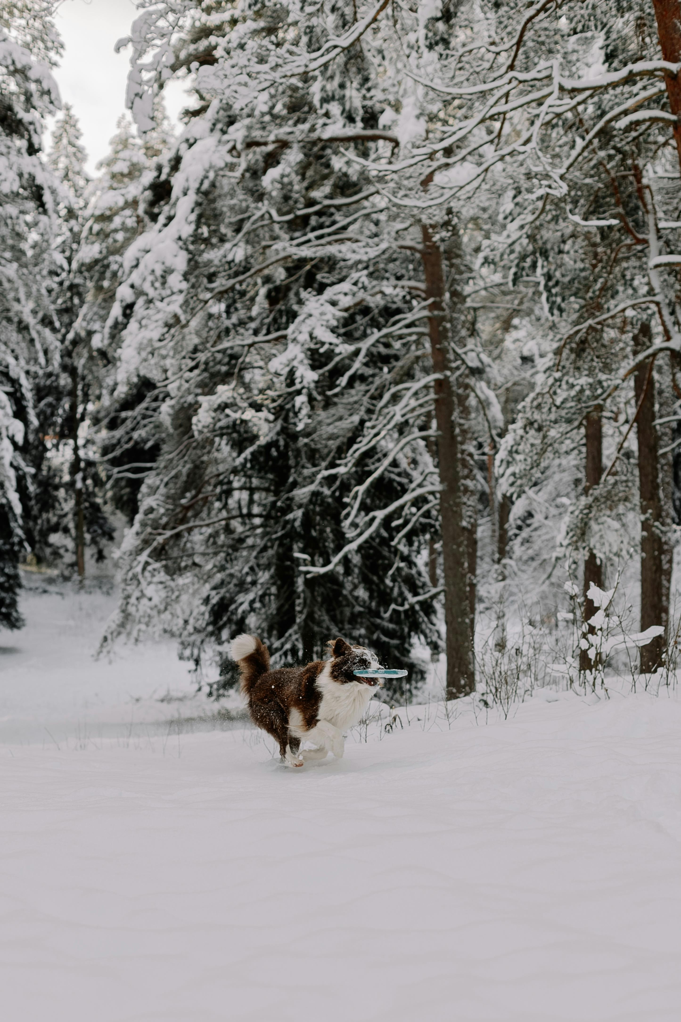 Winter Running Photos, Download The BEST Free Winter Running Stock ...