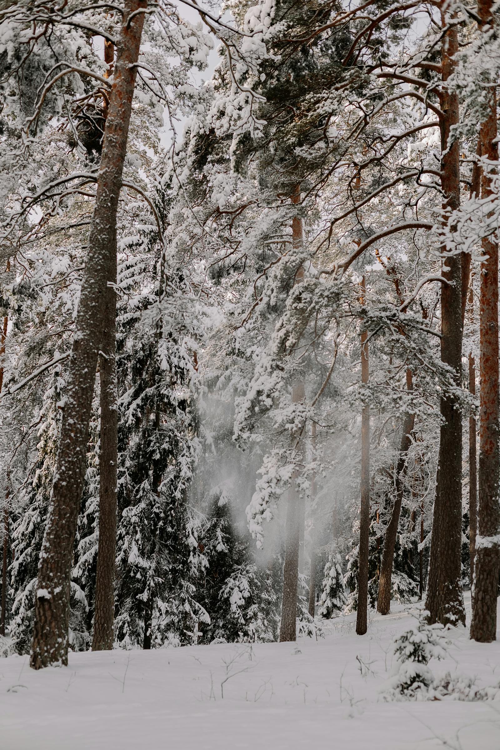 Snow Falling Photos, Download The BEST Free Snow Falling Stock Photos ...