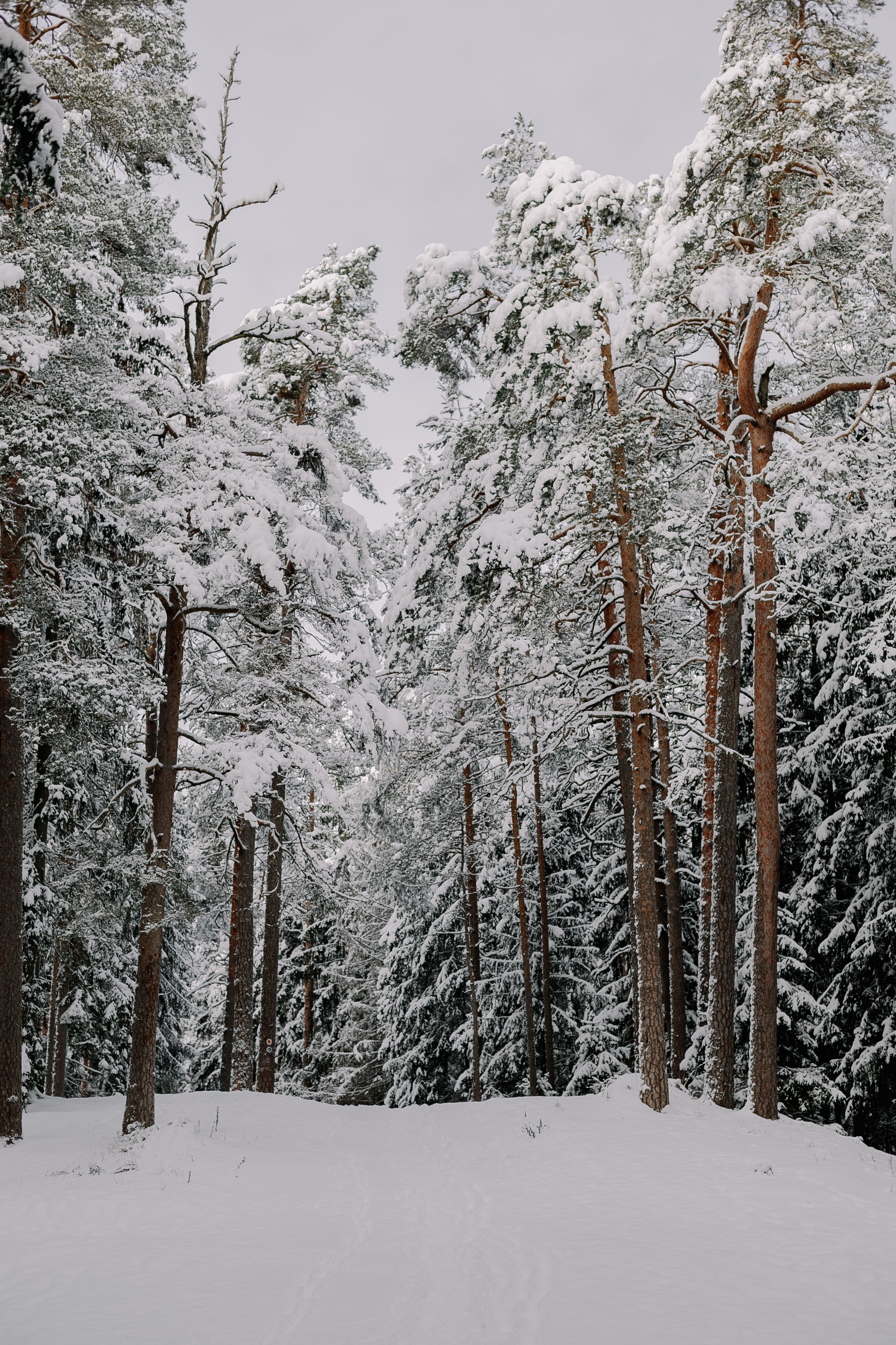 Beautiful Snow Covered Pine Trees in a Winter Forest · Free Stock Photo