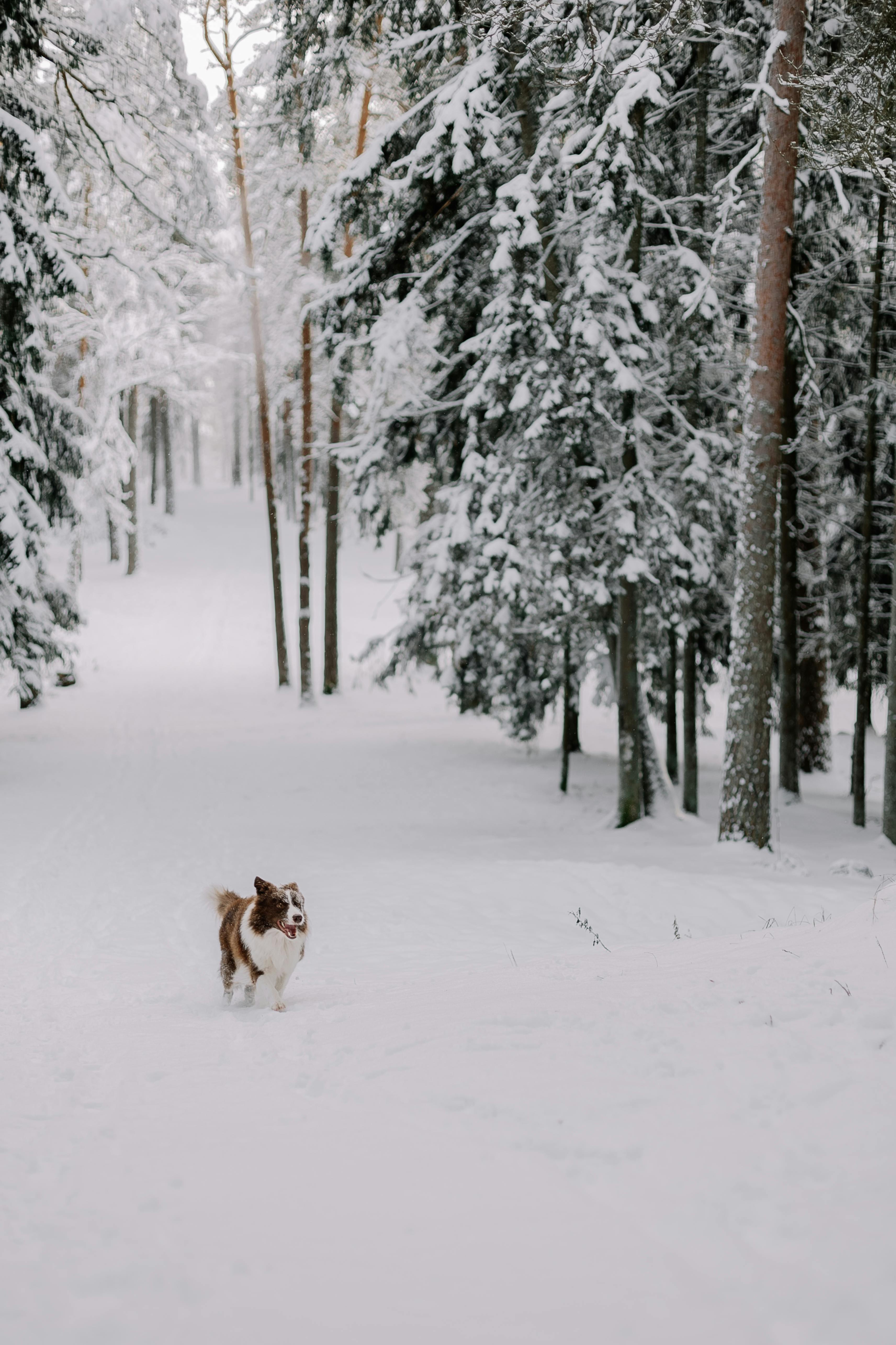 Dog Walking in Snow in a Winter Forest · Free Stock Photo