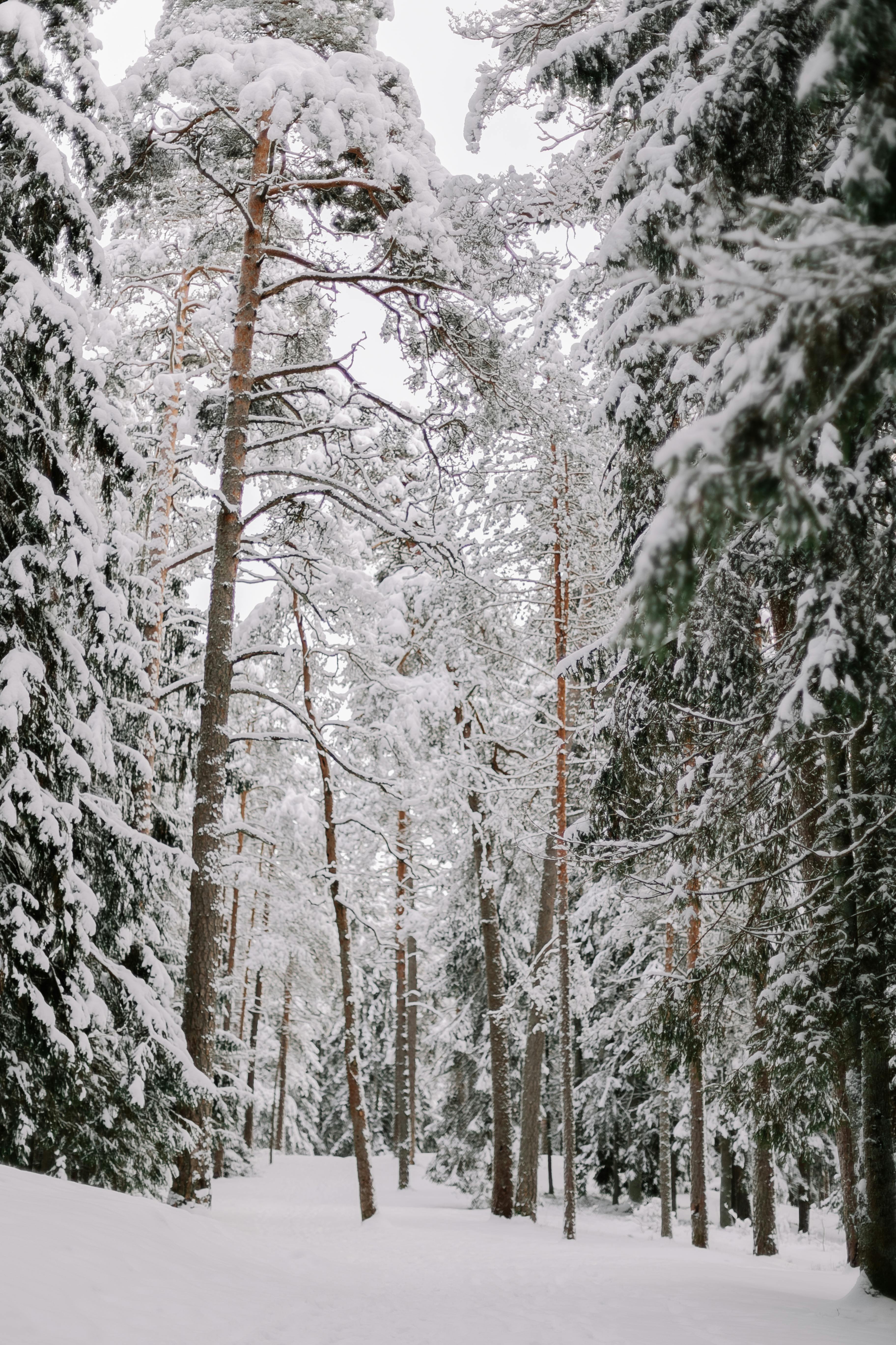 Beautiful Snow Covered Pine Trees in a Winter Forest · Free Stock Photo