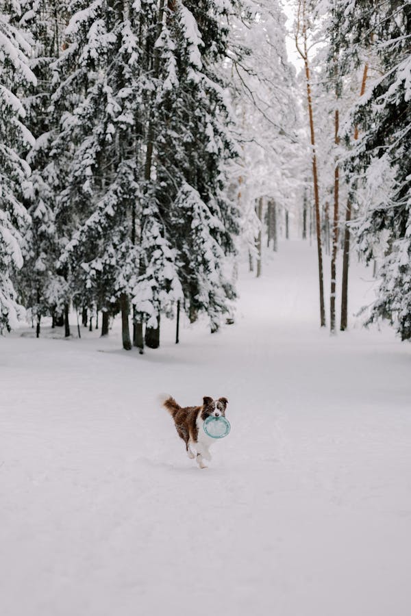 Winter Running Photos, Download The BEST Free Winter Running Stock ...