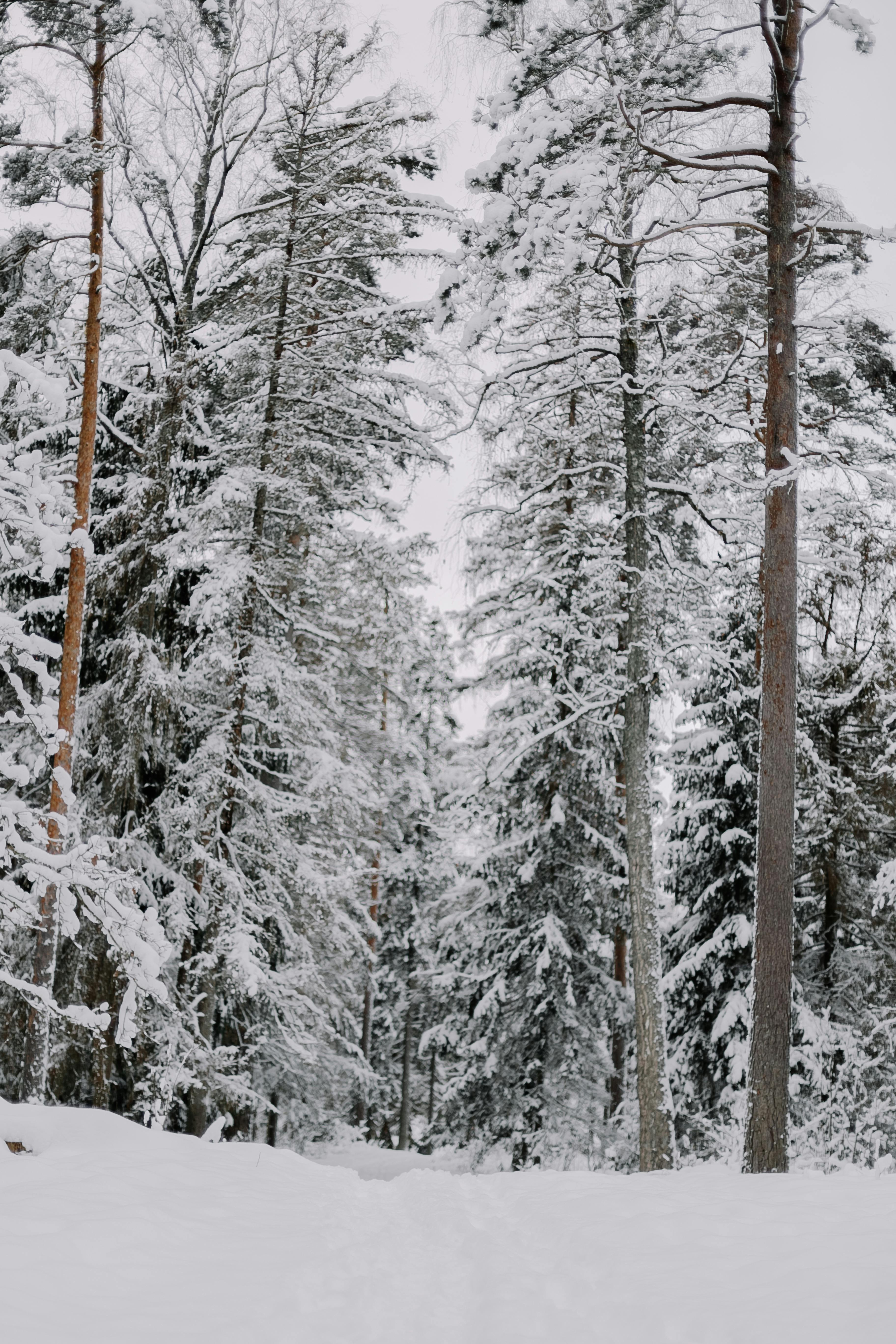 200,000+张最精彩的“年味”图片 · 100%免费下载 · Pexels素材图片