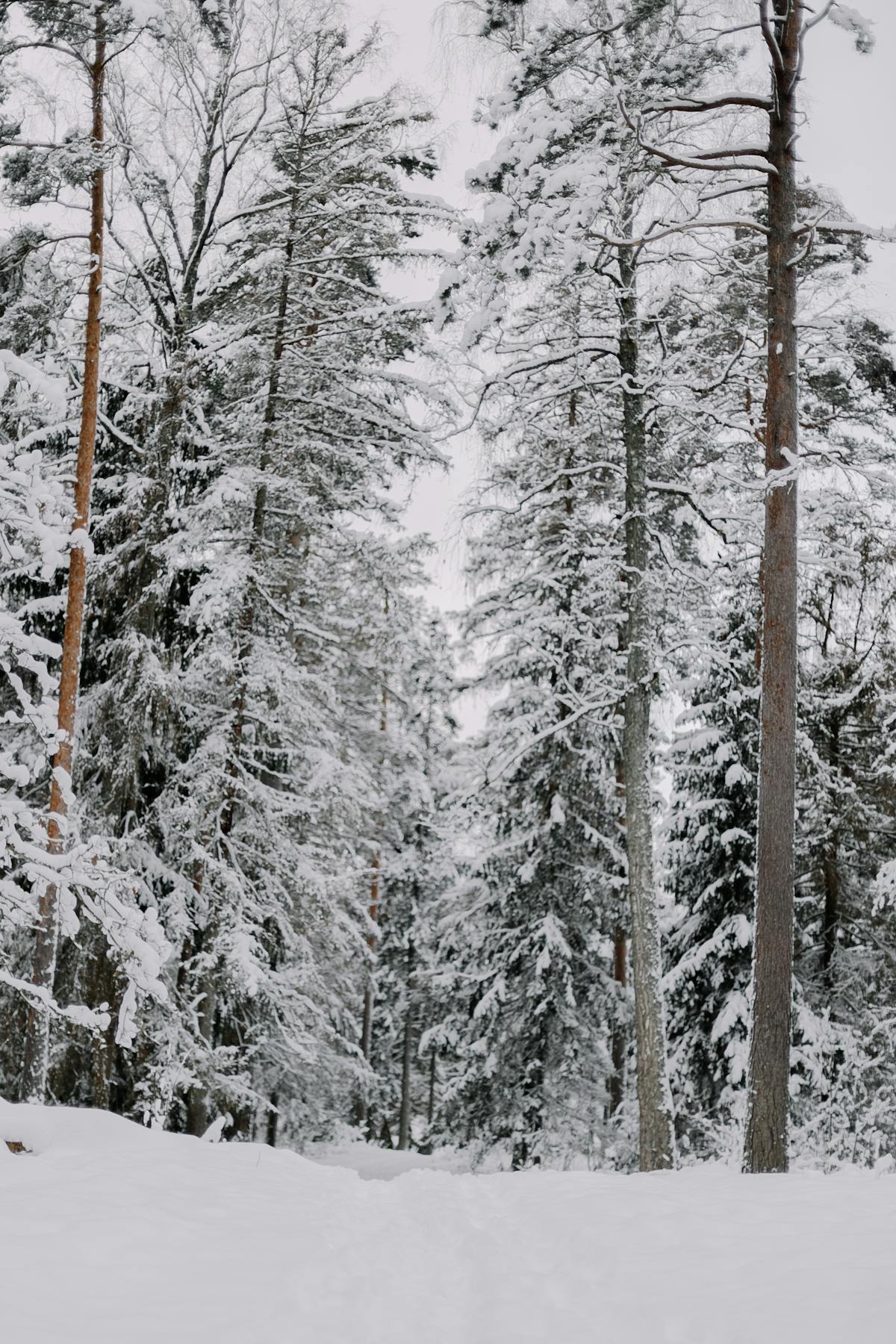 Et Forest Photos, Download The BEST Free Et Forest Stock Photos & HD Images