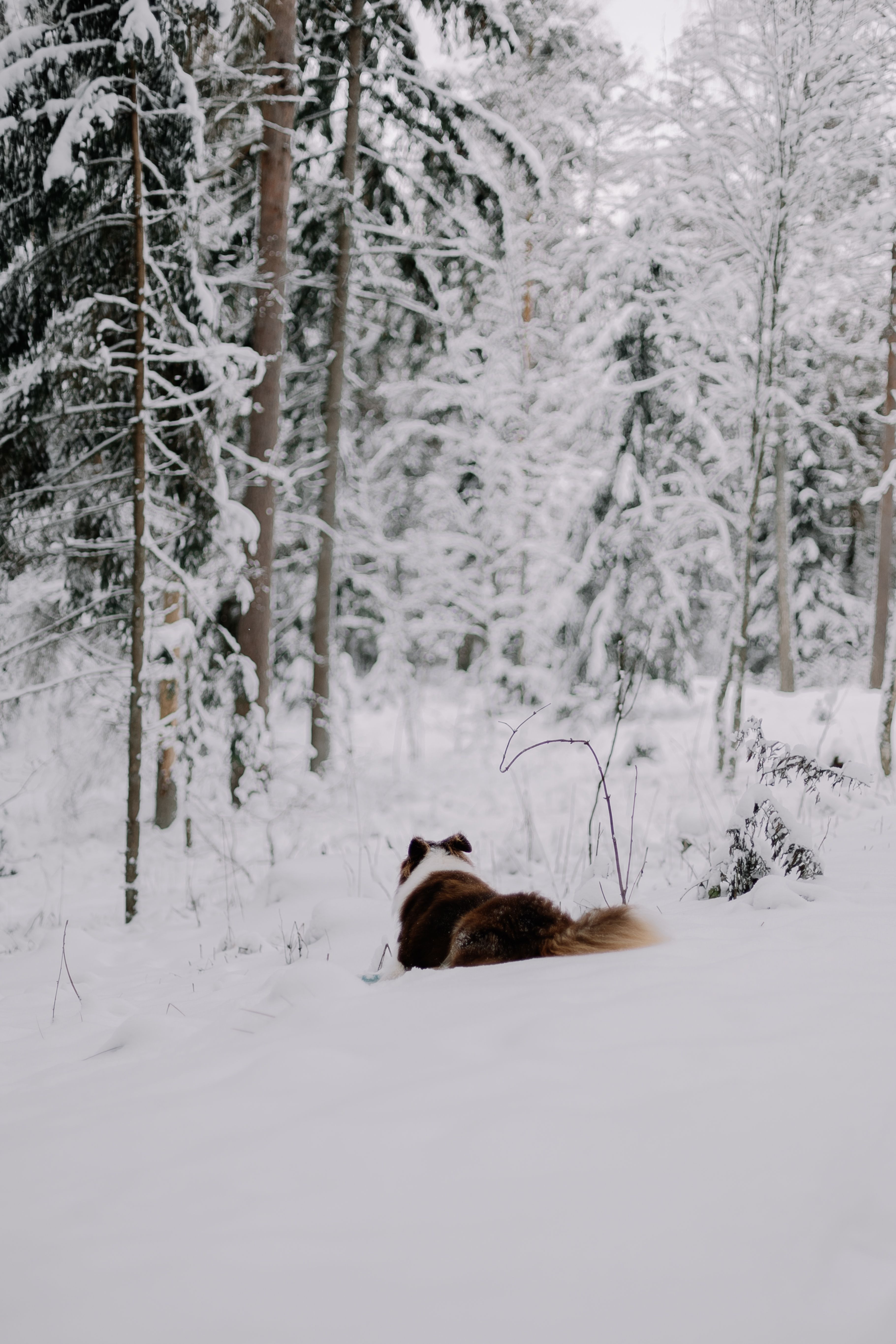 Animal Den Photos, Download The BEST Free Animal Den Stock Photos & HD ...