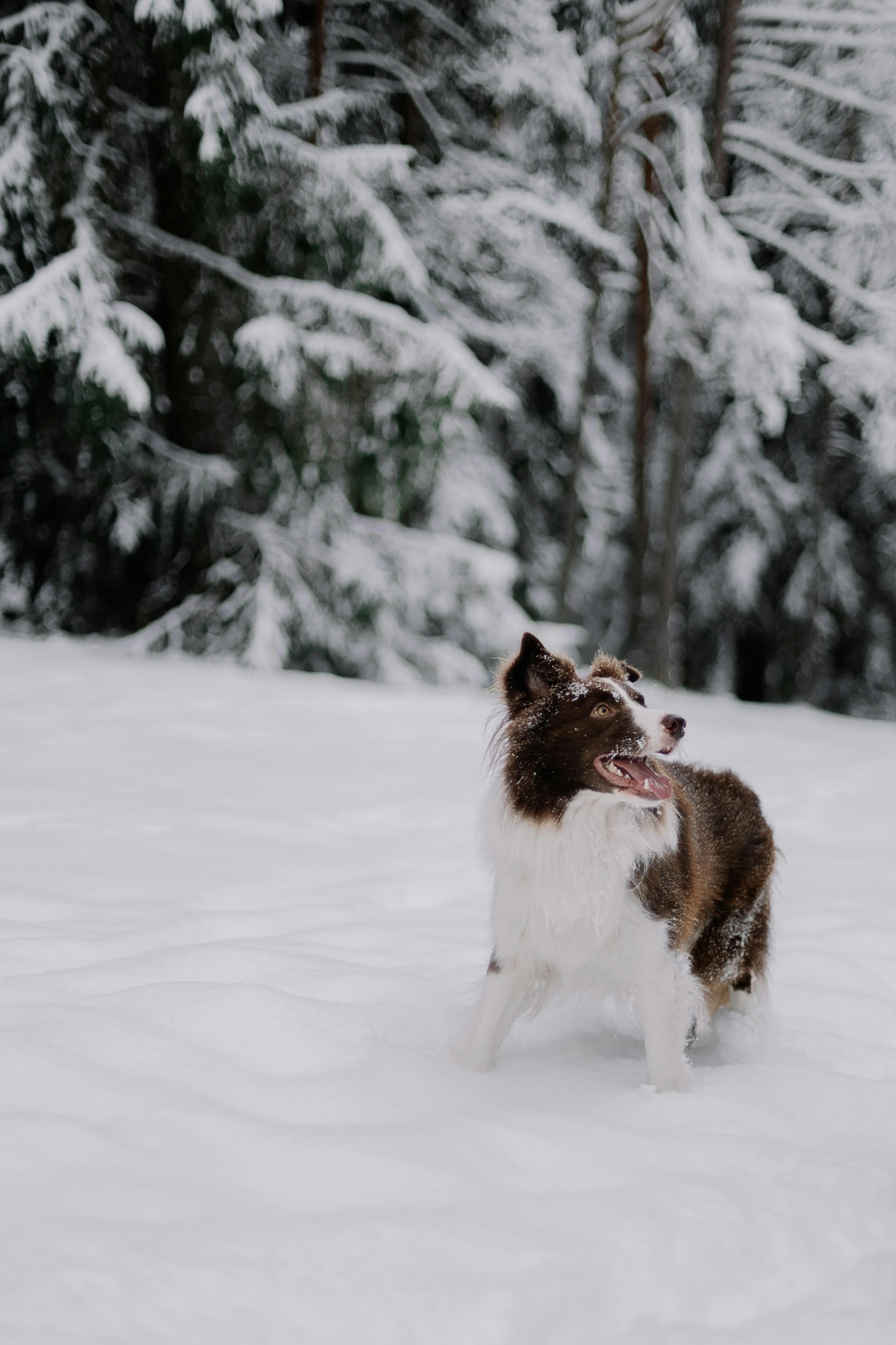 Fluffy Bicolor Dog Standing in Snow · Free Stock Photo