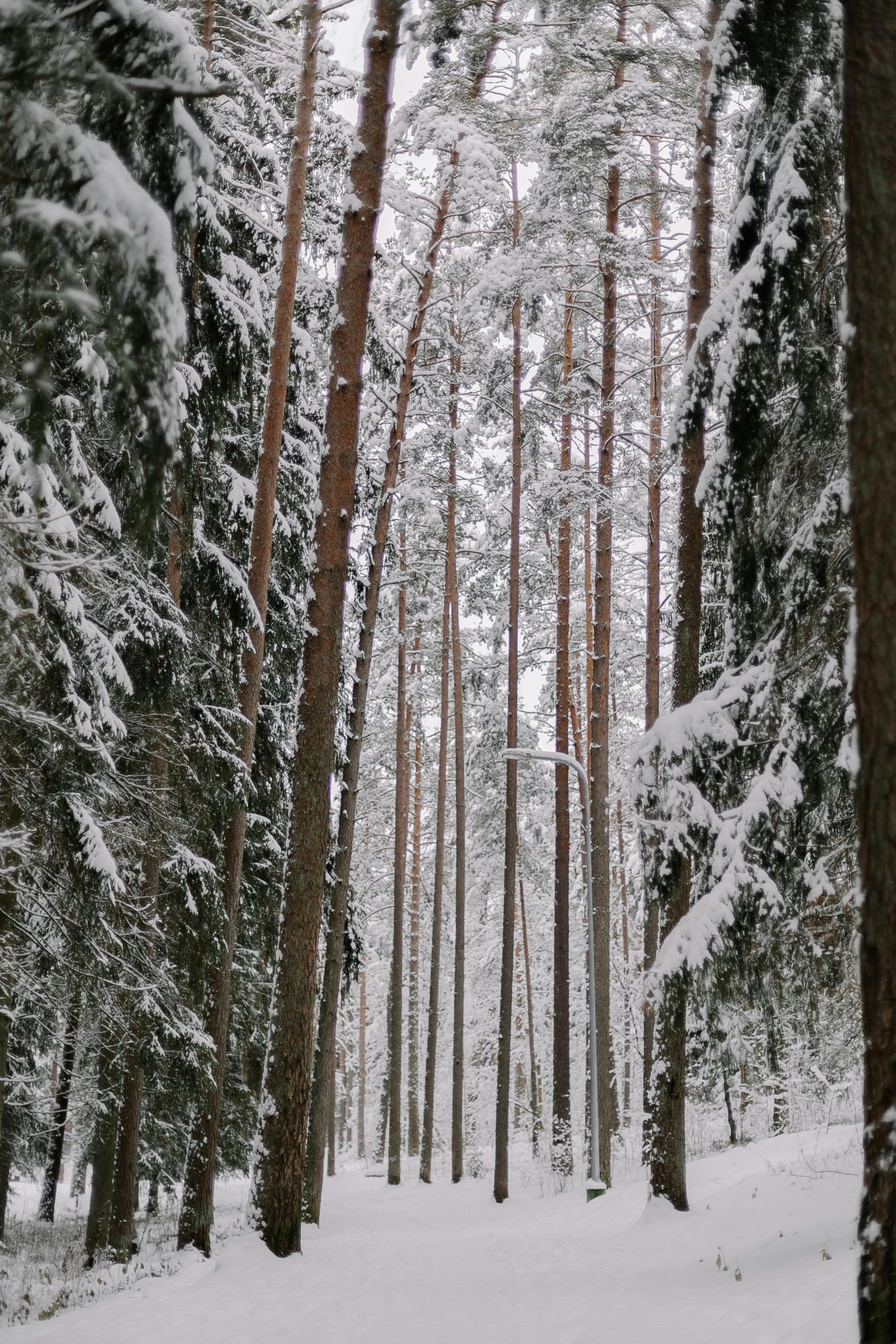 Forest in Snow · Free Stock Photo
