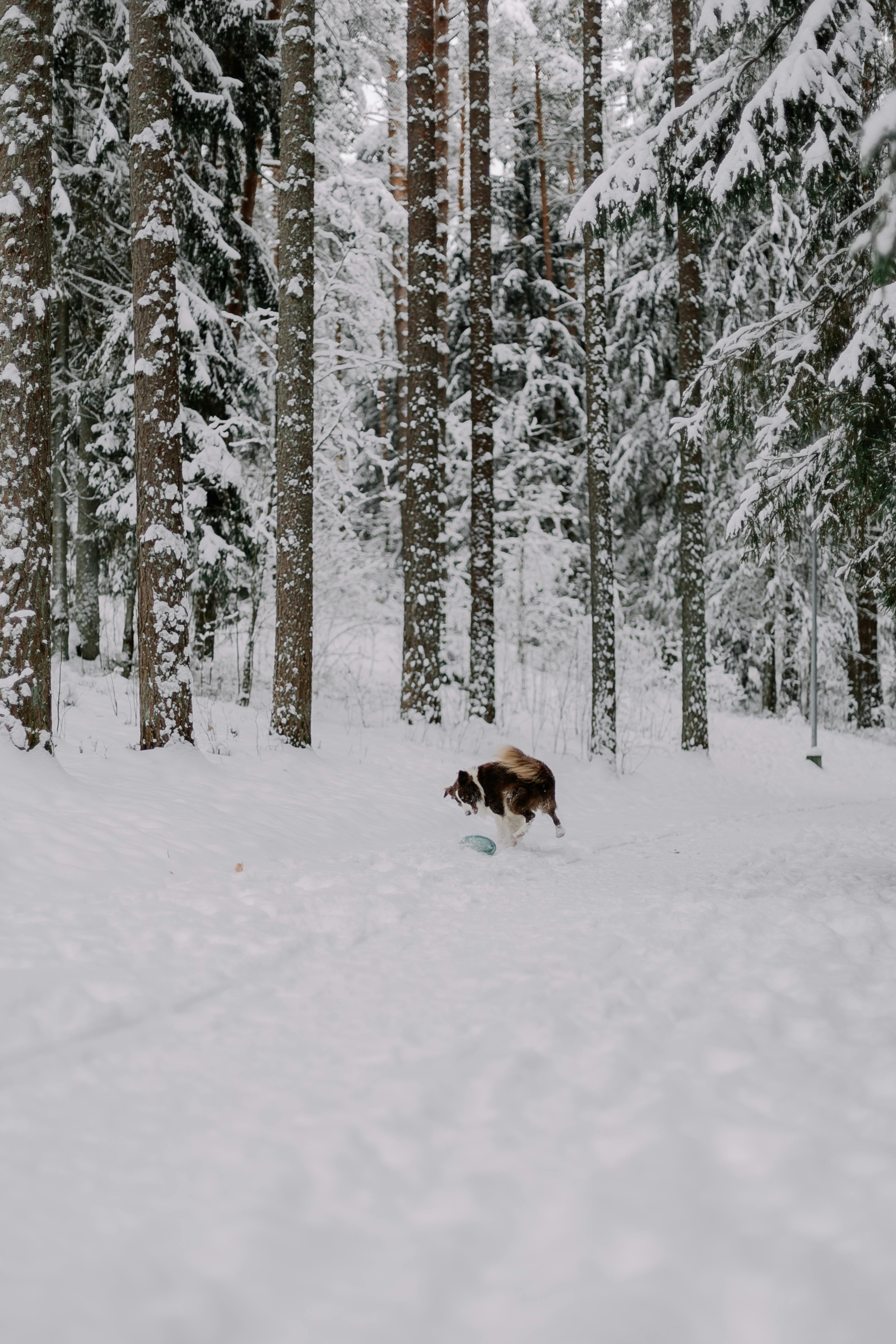 Border Collie Playing with Frisbee in Winter · Free Stock Photo