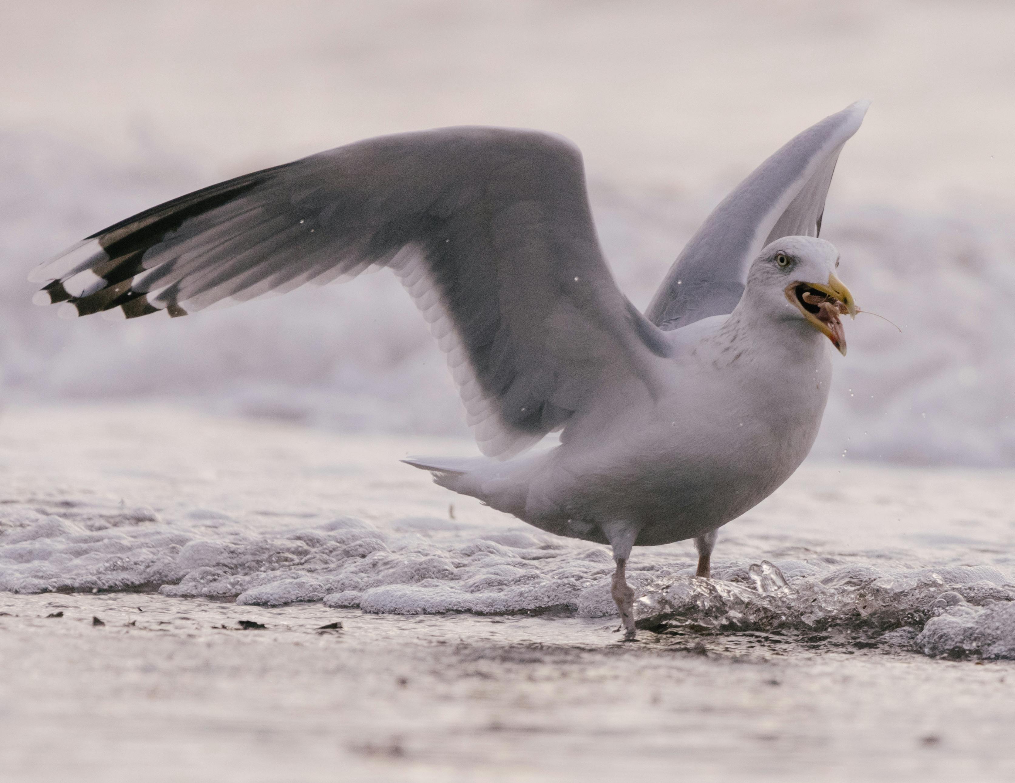 Time Lapse Photo of Soaring Bird Above the Sea · Free Stock Photo