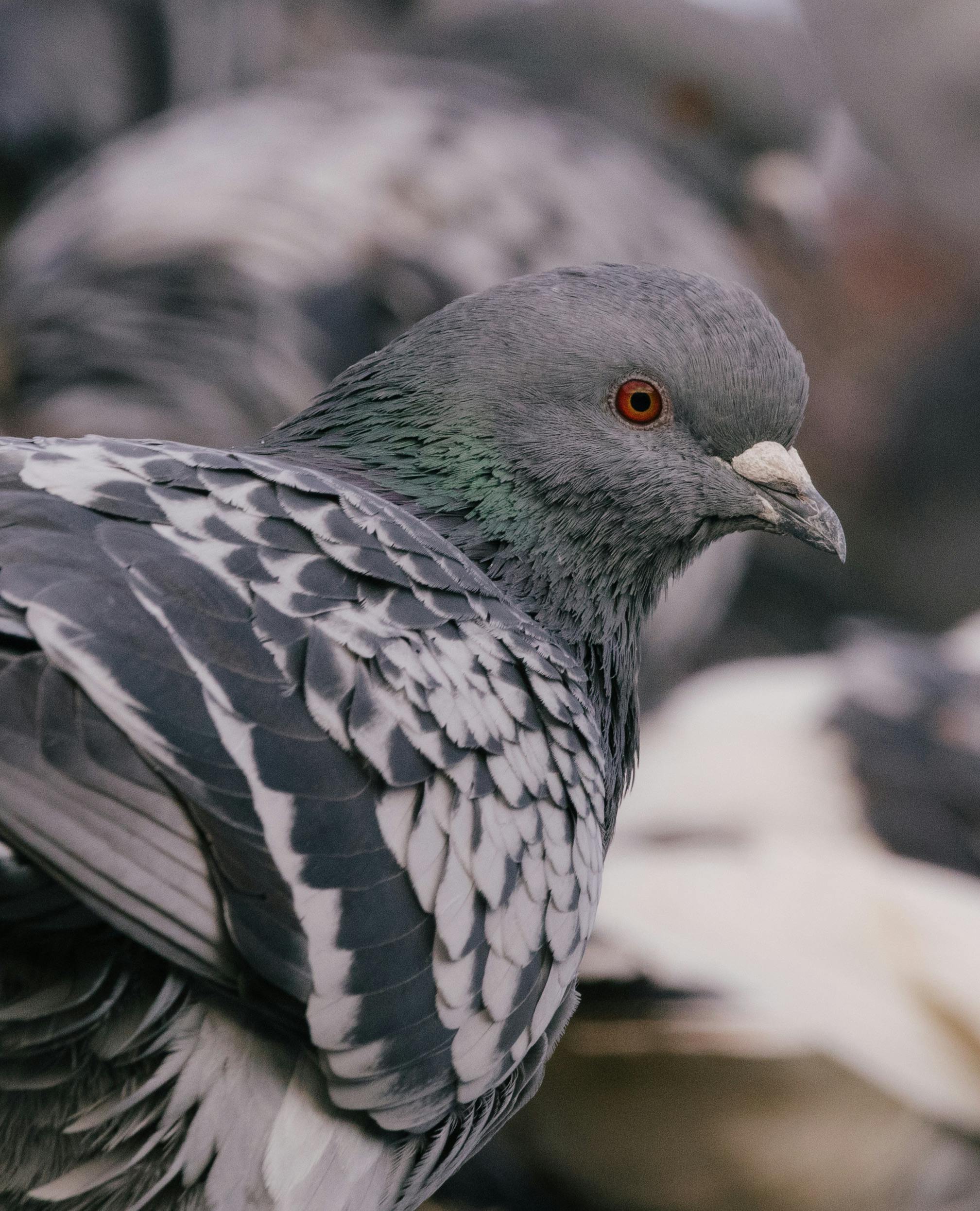 A pigeon with a red eye · Free Stock Photo