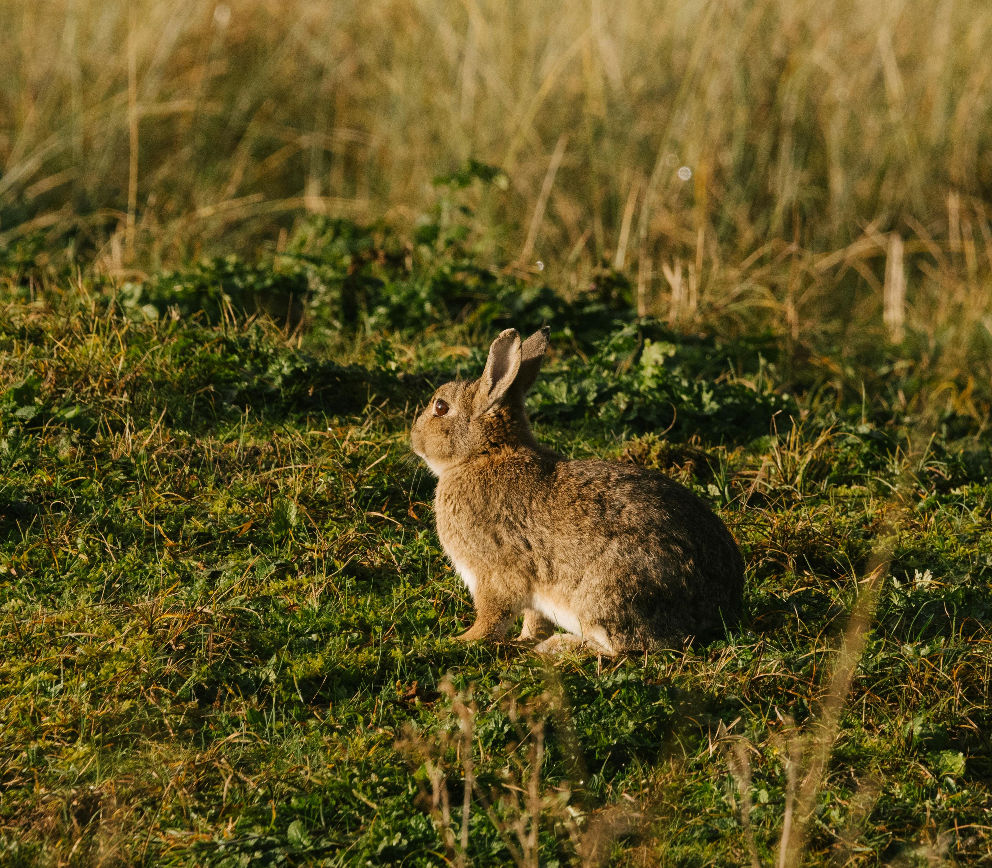 Beige Rabbit Resting on Green Grasses during Daytime · Free Stock Photo