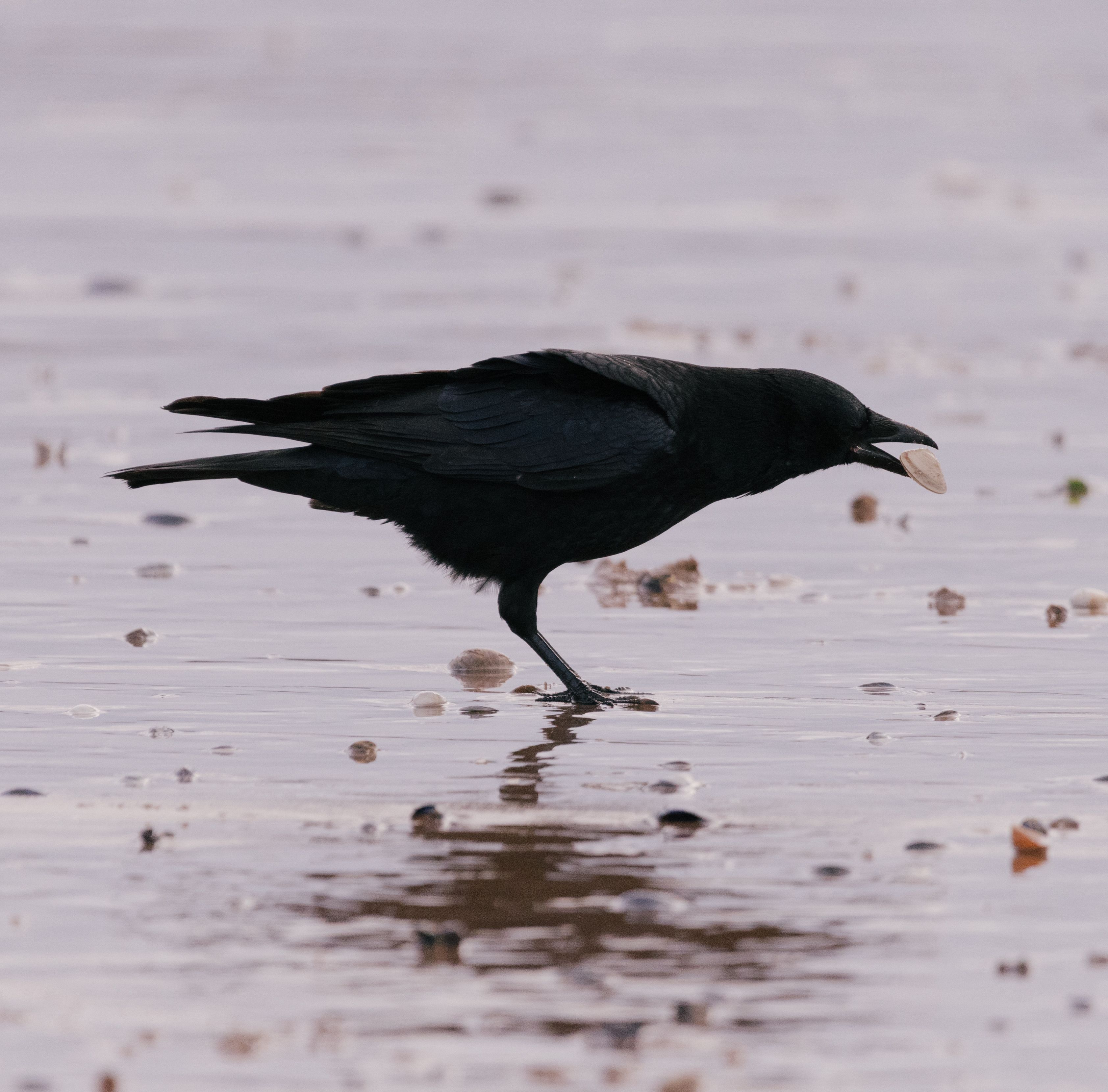 Raven in a Water · Free Stock Photo