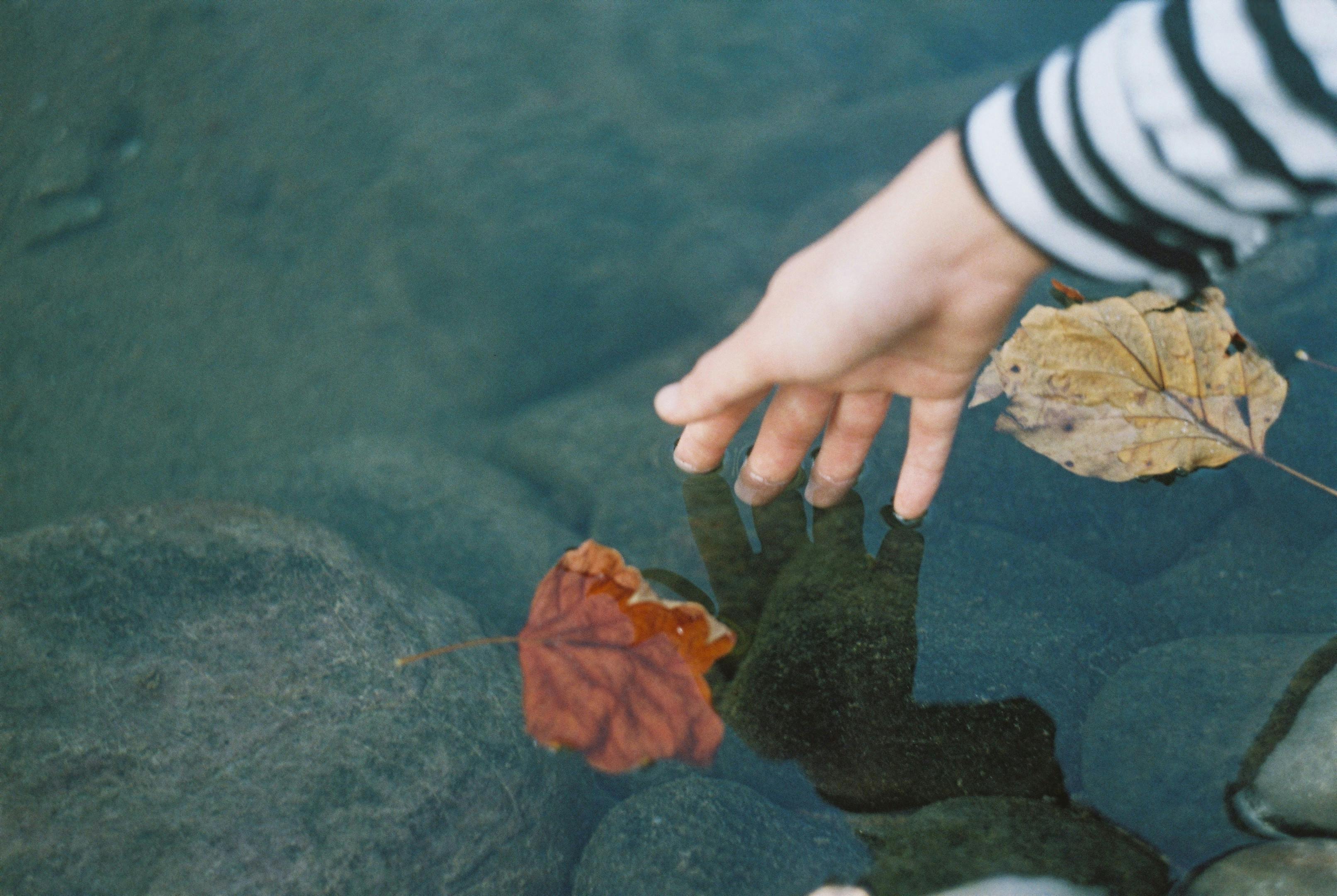 Close-up of a Person Reaching into the Water for a Dry Leaf · Free ...
