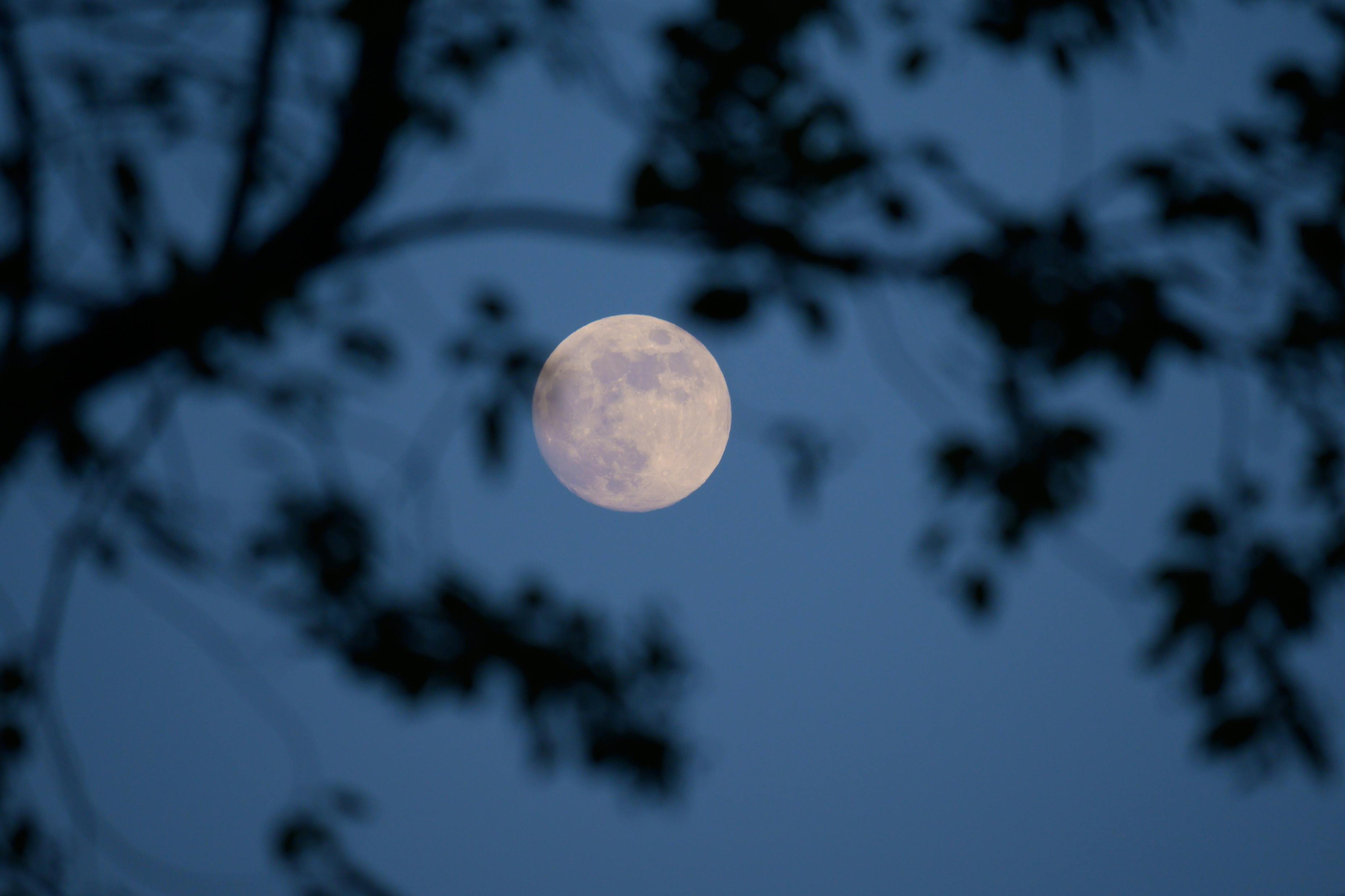 Moon Behind Branch and Leaves · Free Stock Photo