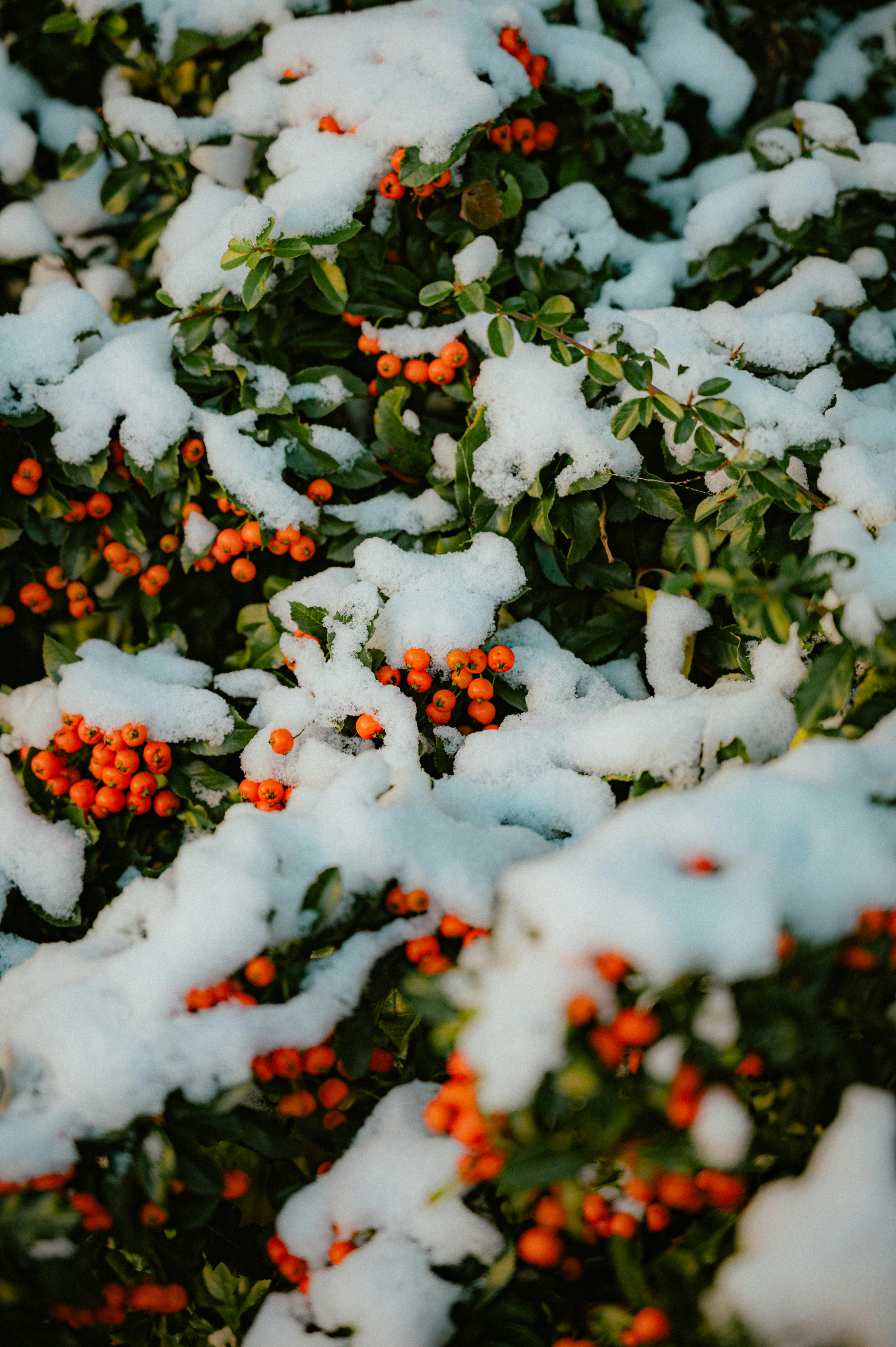 Close-Up View of Branches With Red Berries · Free Stock Photo