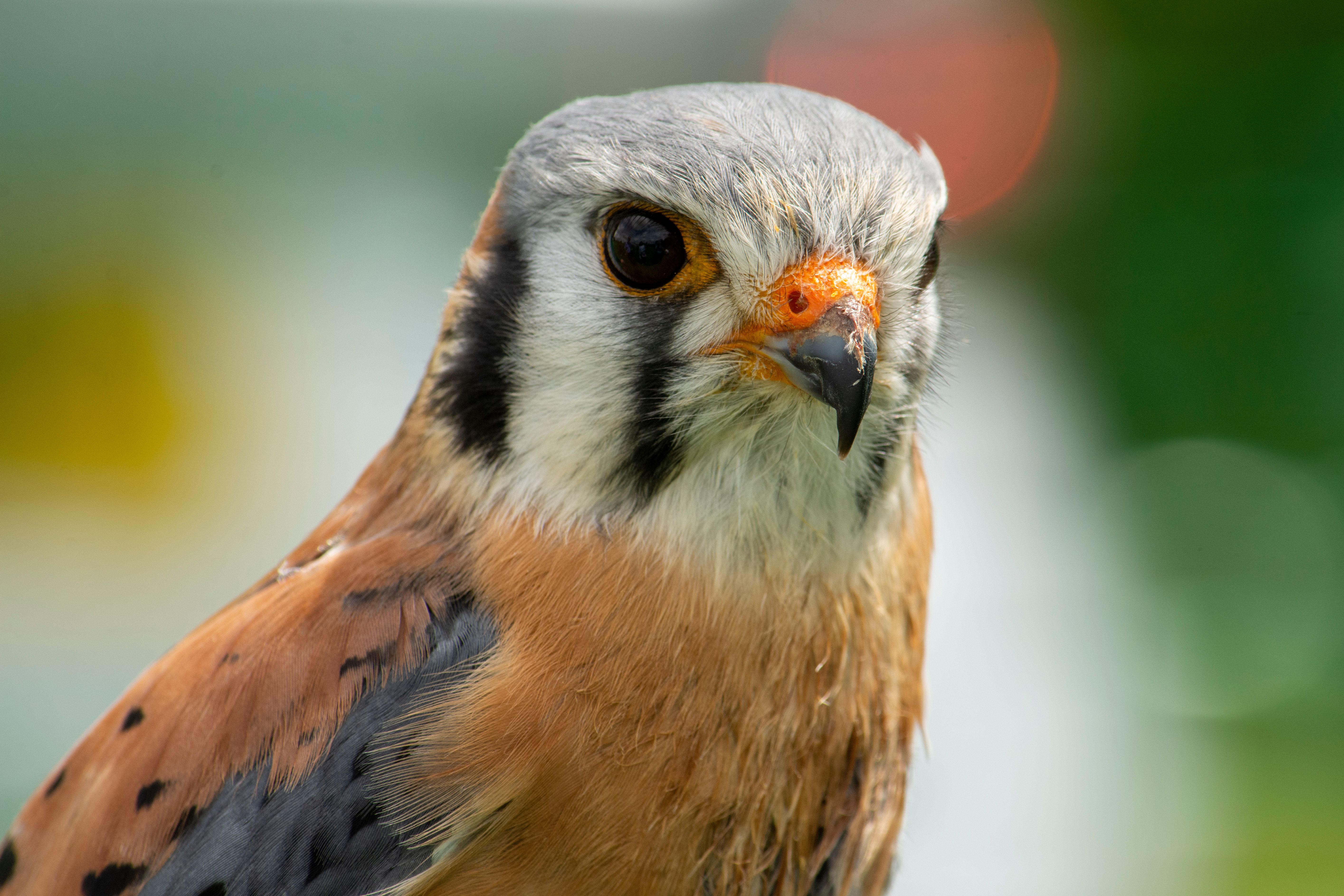 Portrait of Kestrel Bird · Free Stock Photo