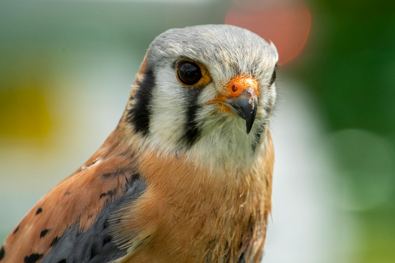 Kestrel Photos, Download The BEST Free Kestrel Stock Photos & HD Images