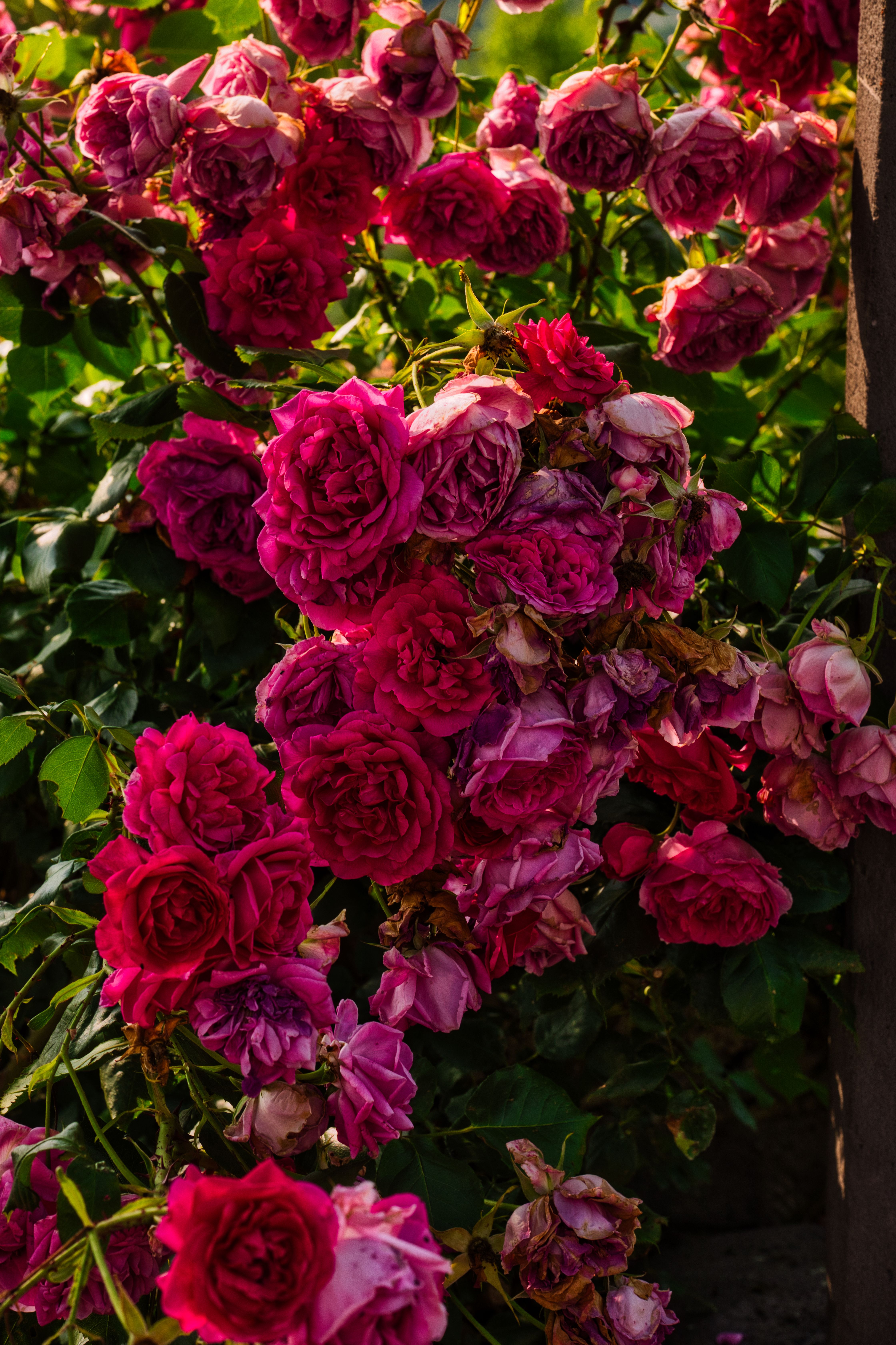 Éclat floral : Le festin rose du rosier enchanté · Free Stock Photo