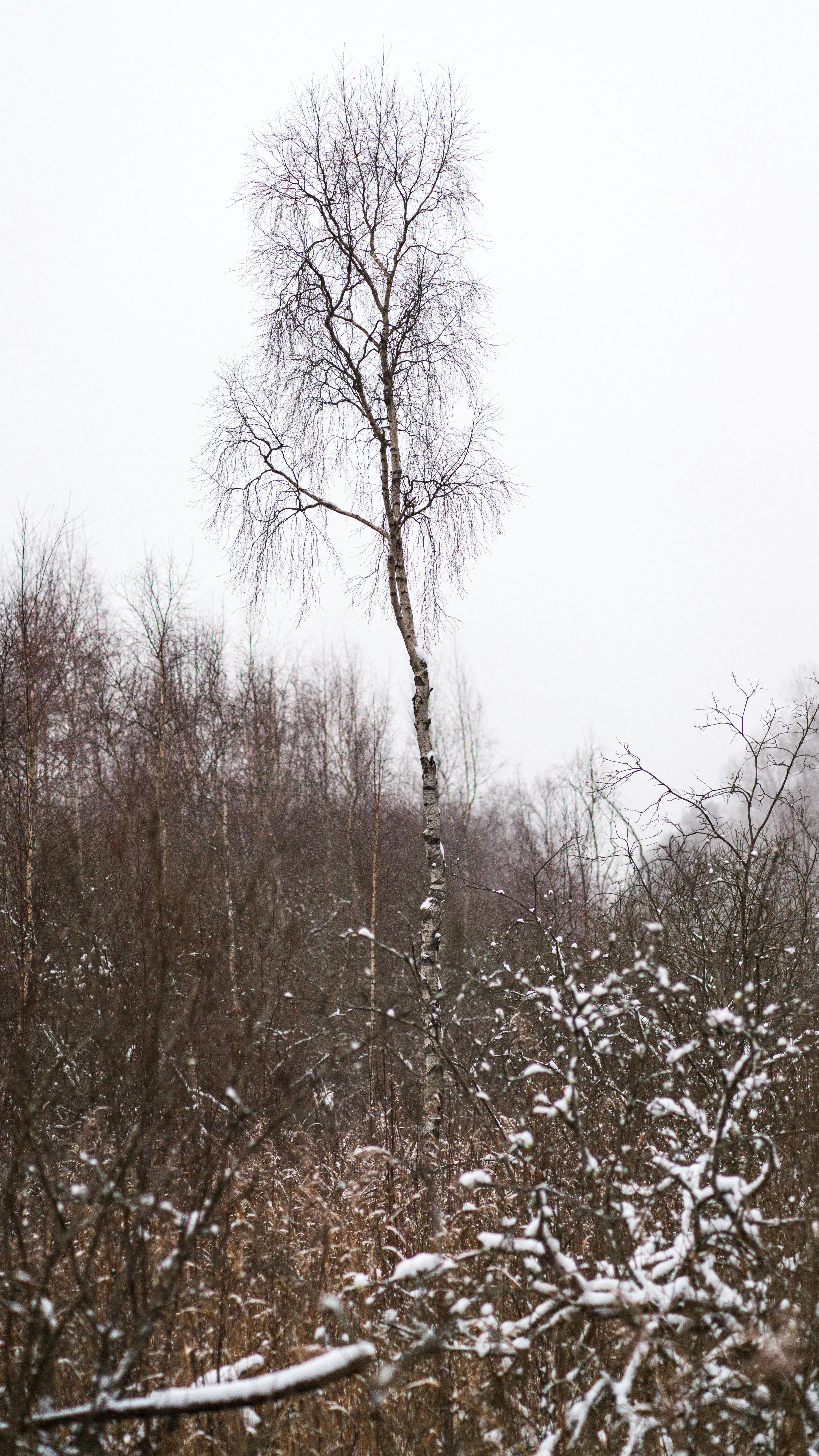 A lone birch tree in the snow · Free Stock Photo