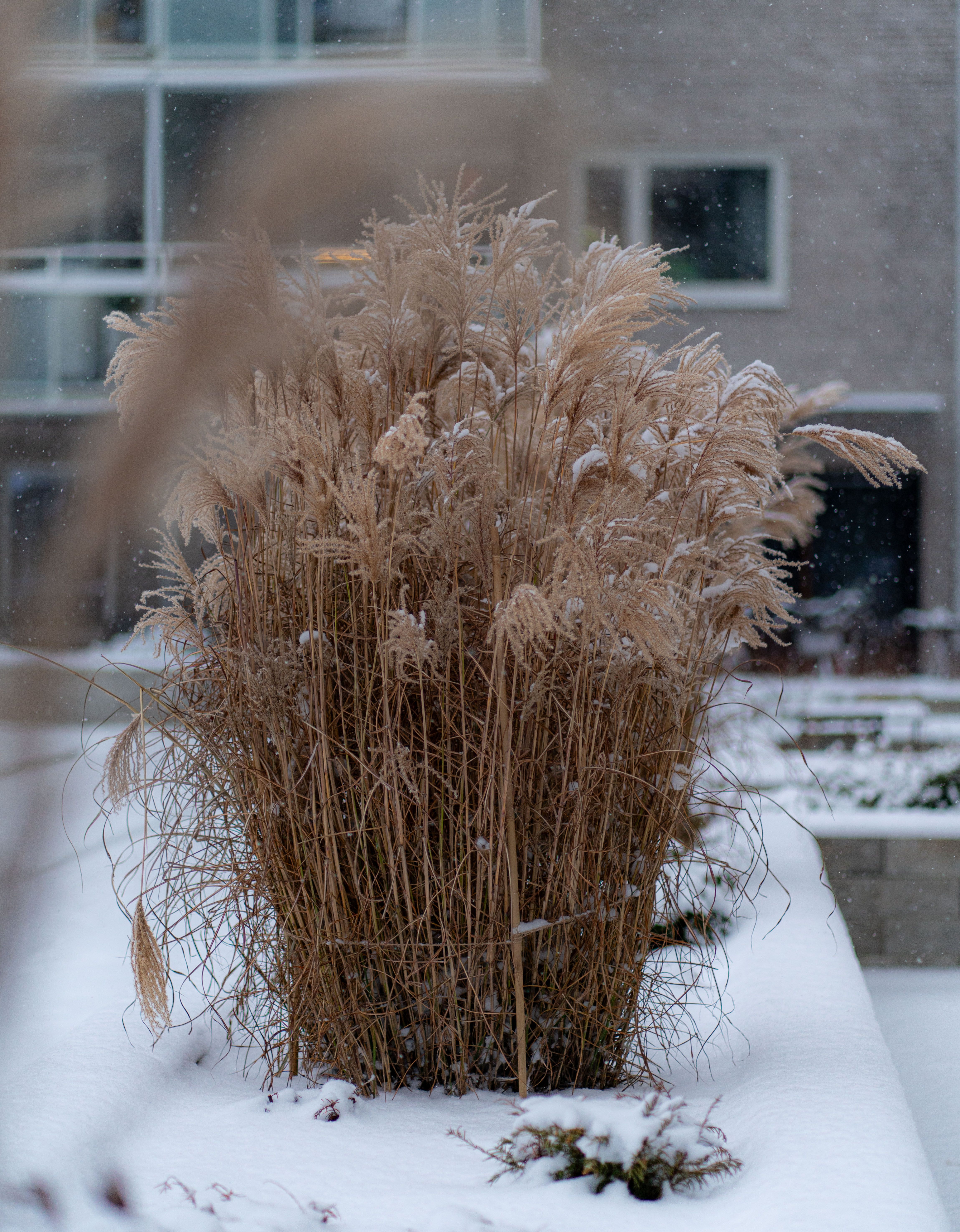 Tuft of Withered Chinese Silver Grass on a Snow Covered Flower Bed ...