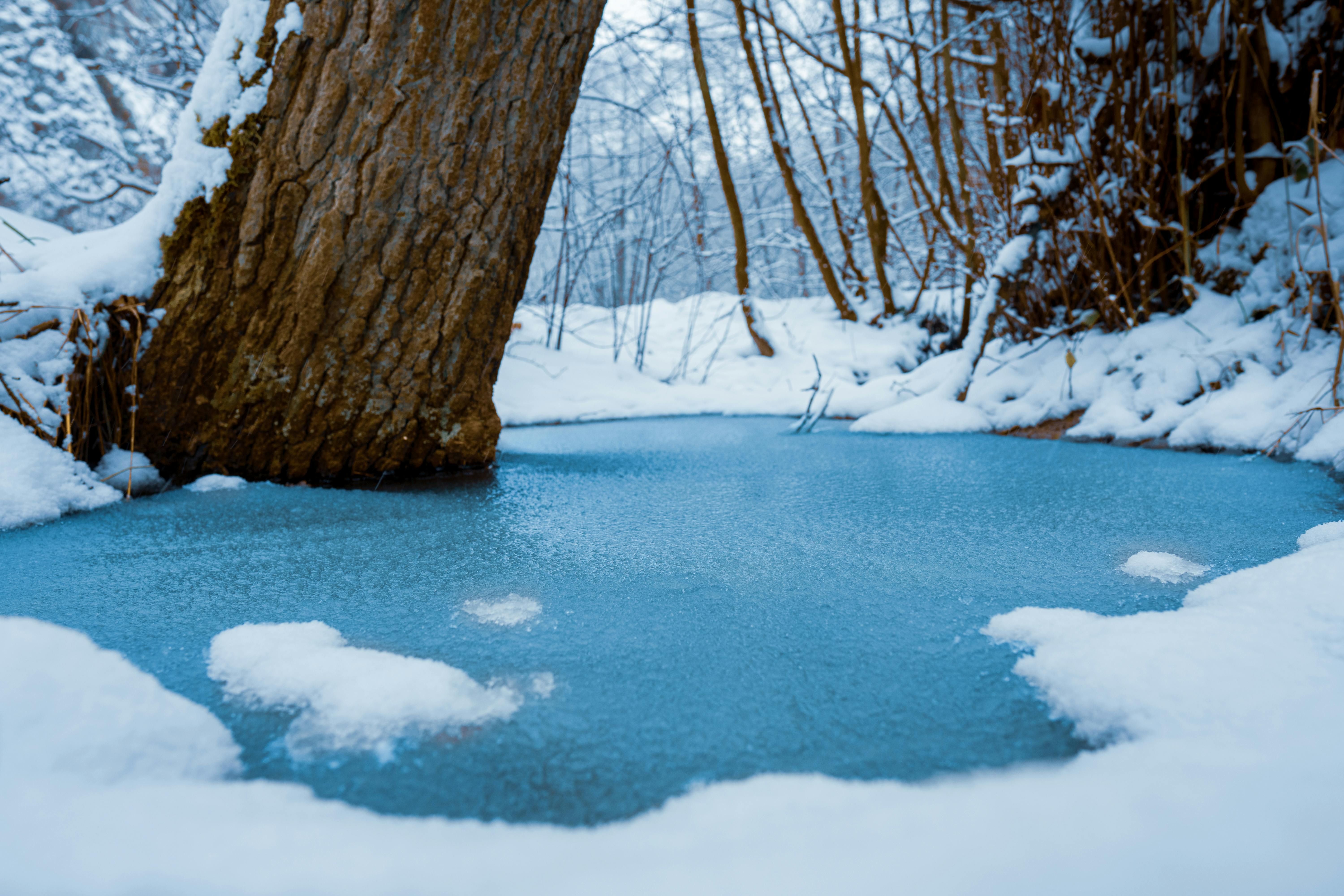 Frozen Lake in Forest in Winter · Free Stock Photo