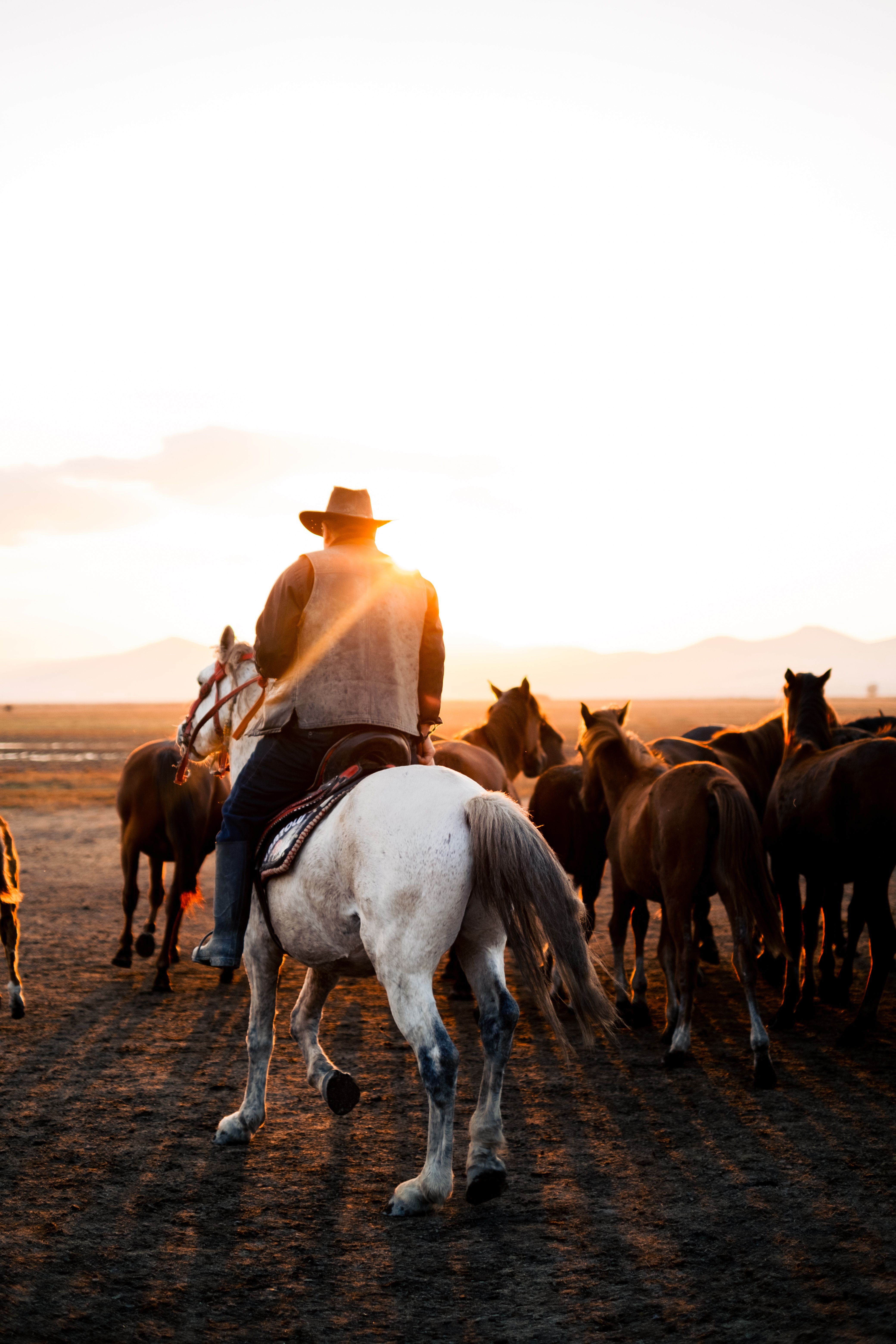 Cowboy with Herd of Horses on a Field · Free Stock Photo