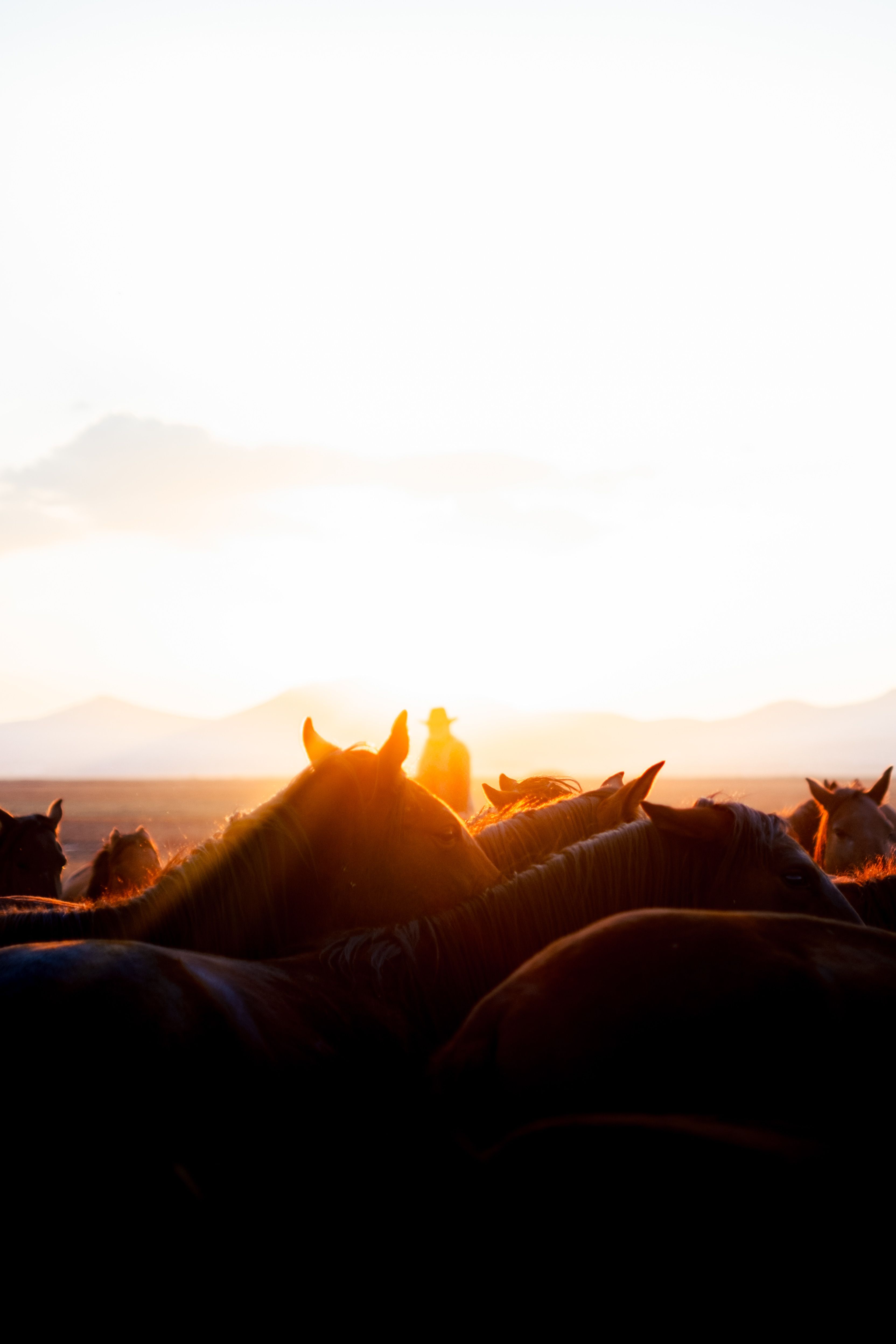 A group of horses are standing in the sun · Free Stock Photo