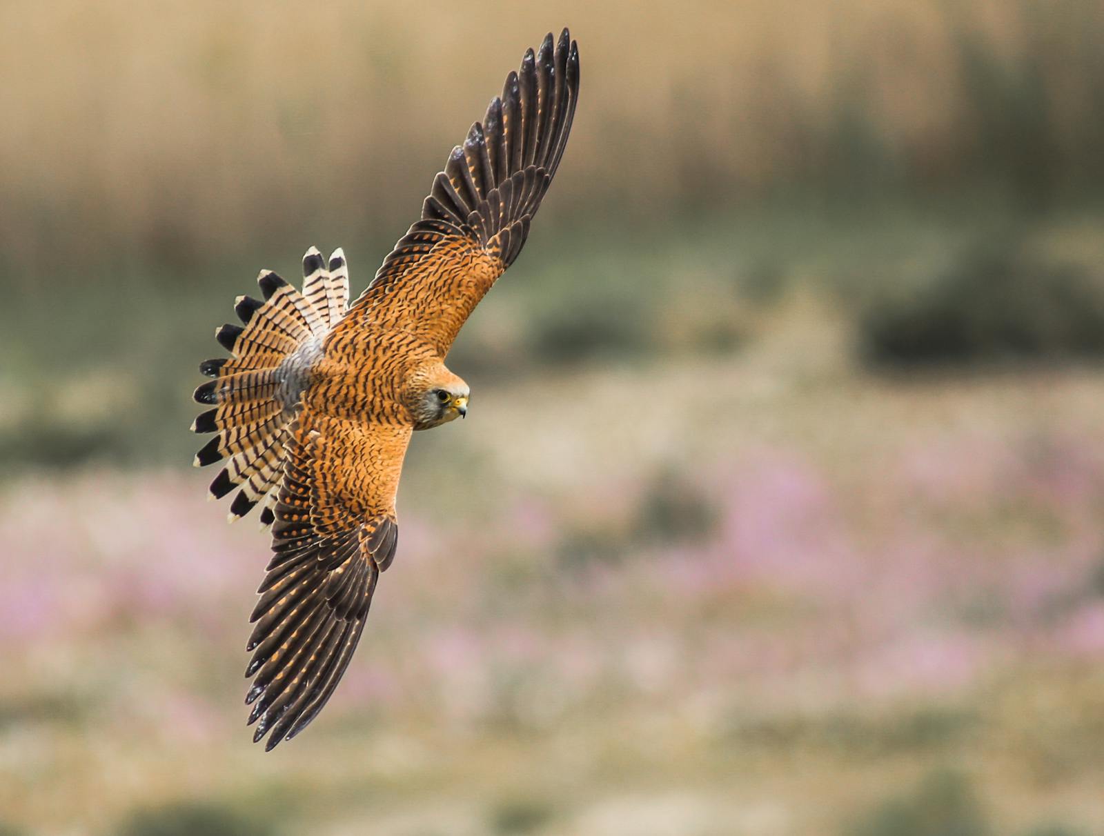 Falcon Flying Photos, Download The BEST Free Falcon Flying Stock Photos ...