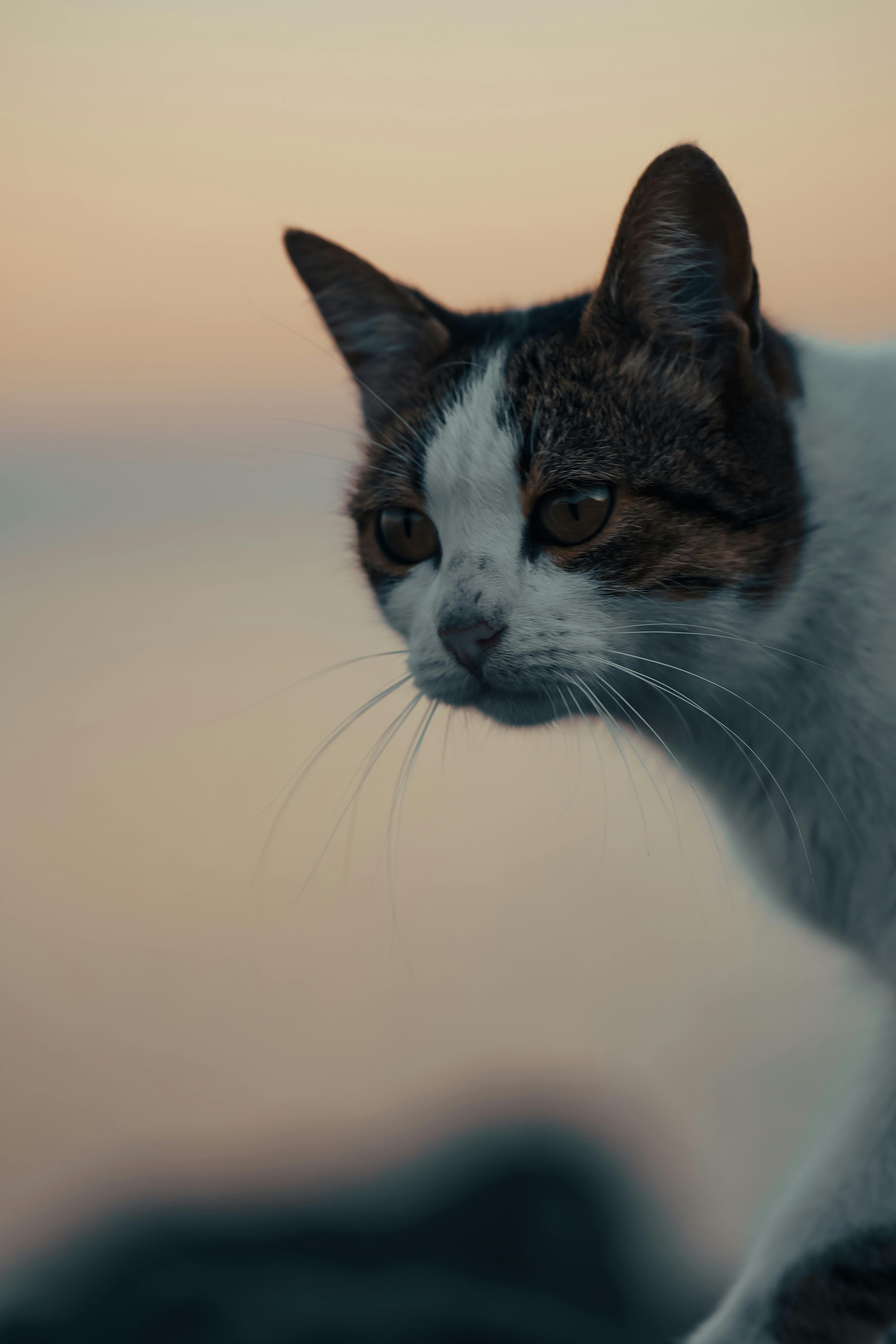 Silhouette of Cat on Rock during Sunset · Free Stock Photo