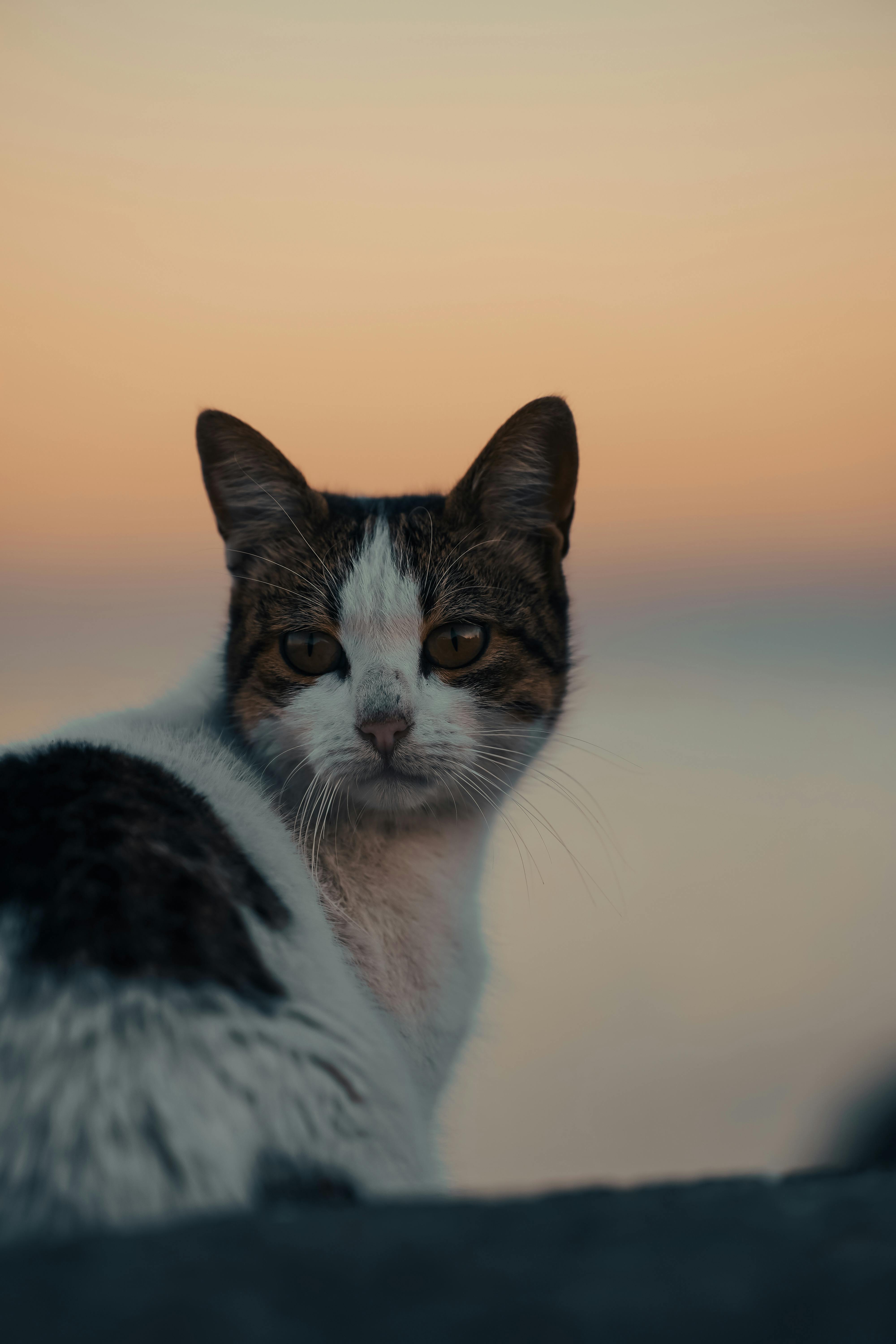 Silhouette of Cat on Rock during Sunset · Free Stock Photo