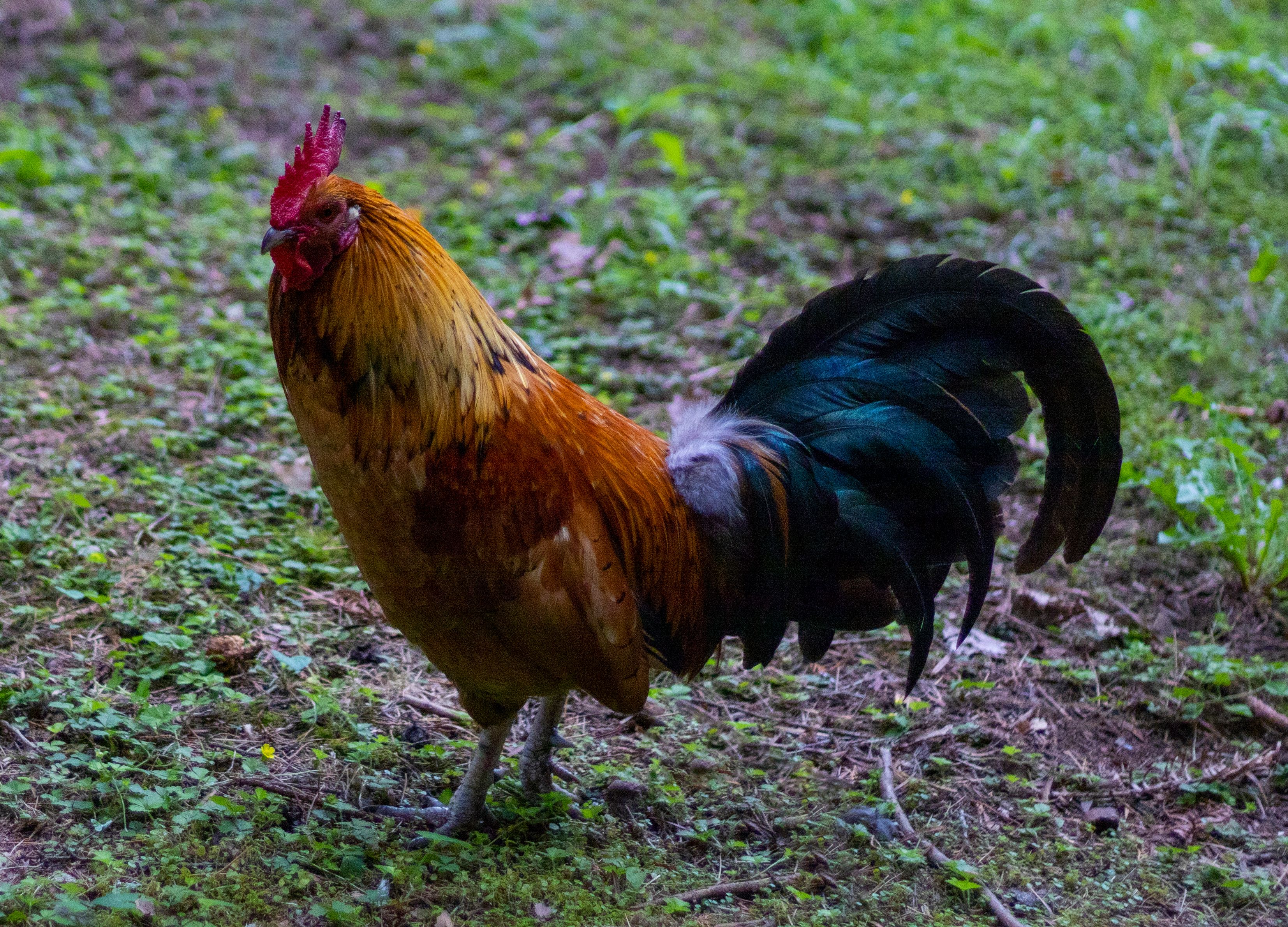 Close-up of a Rooster · Free Stock Photo
