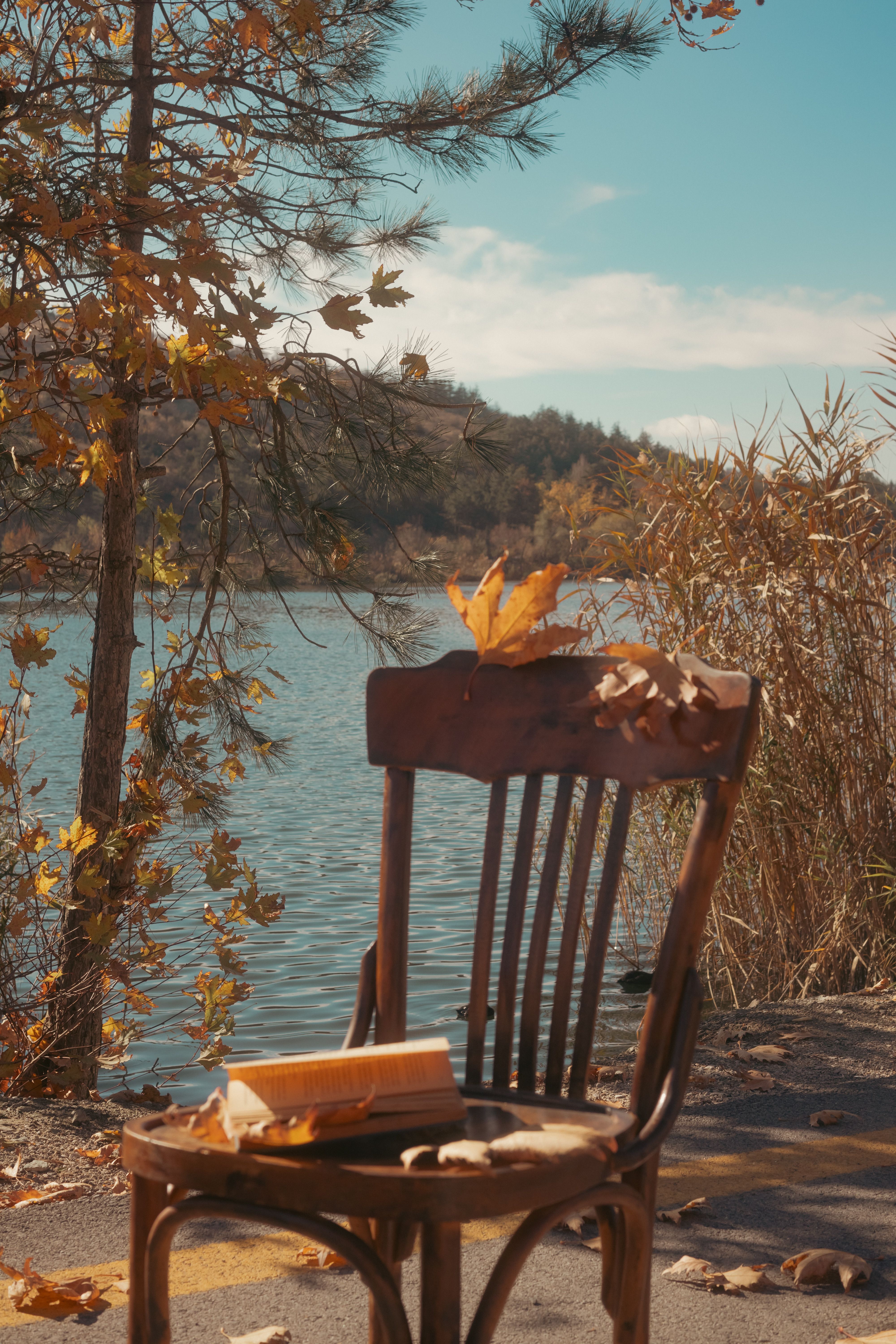 Autumn Leaves on Chair by River · Free Stock Photo