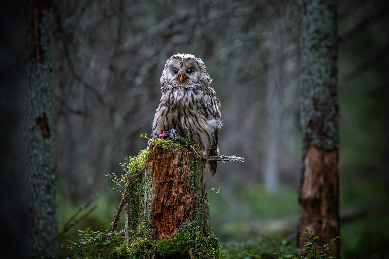 Owl In Tree Photos, Download The BEST Free Owl In Tree Stock Photos ...