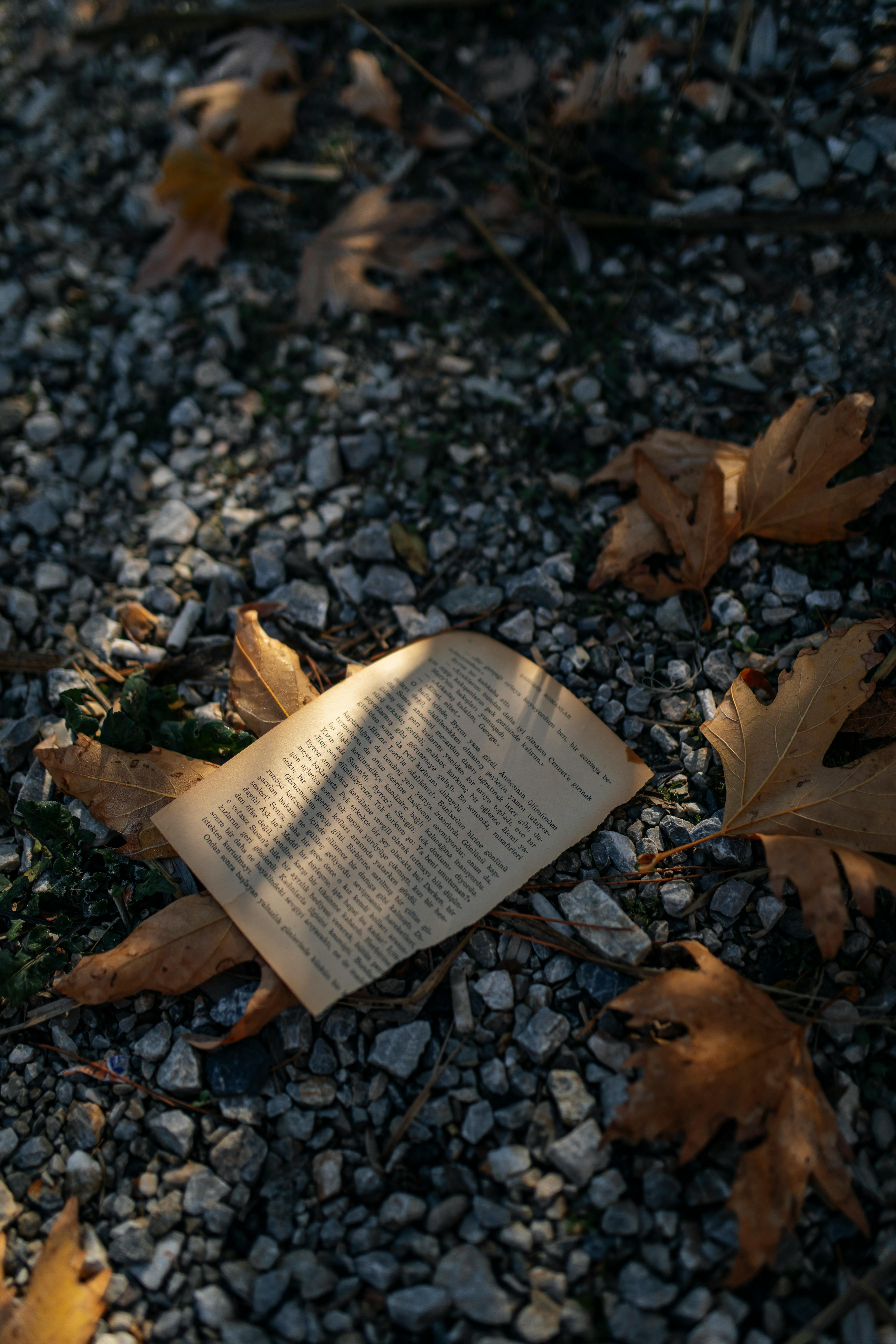 Page of a Book in a Forest · Free Stock Photo