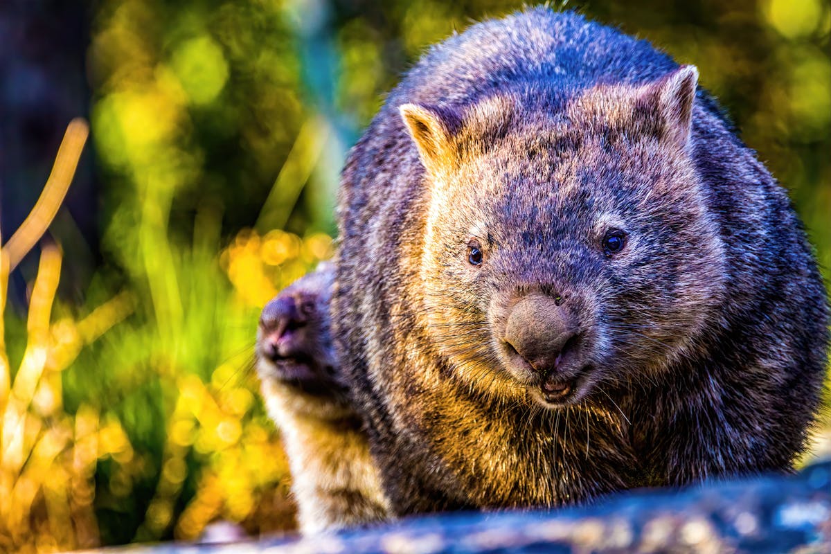 Wombat Photos, Download The BEST Free Wombat Stock Photos & HD Images
